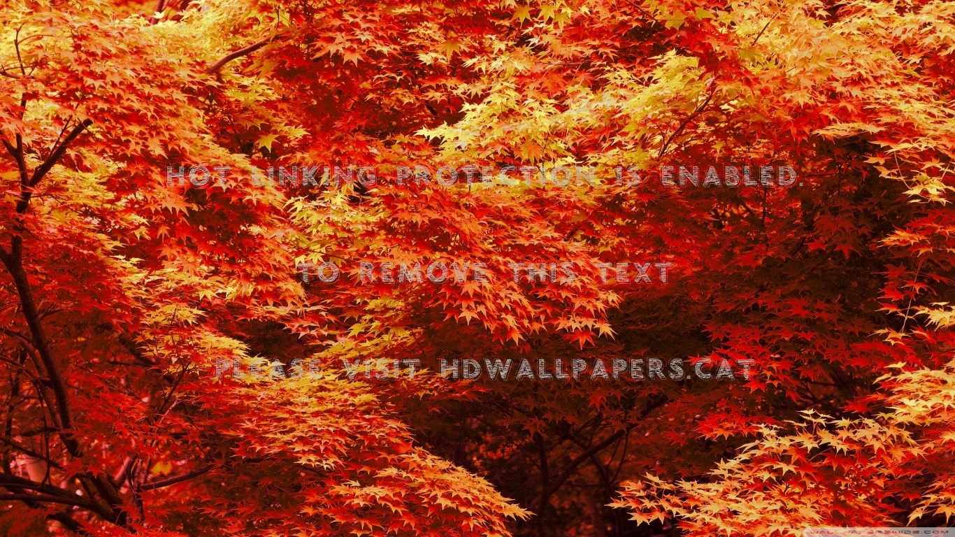 Japanese Maple Tree Wallpapers - Wallpaper Cave