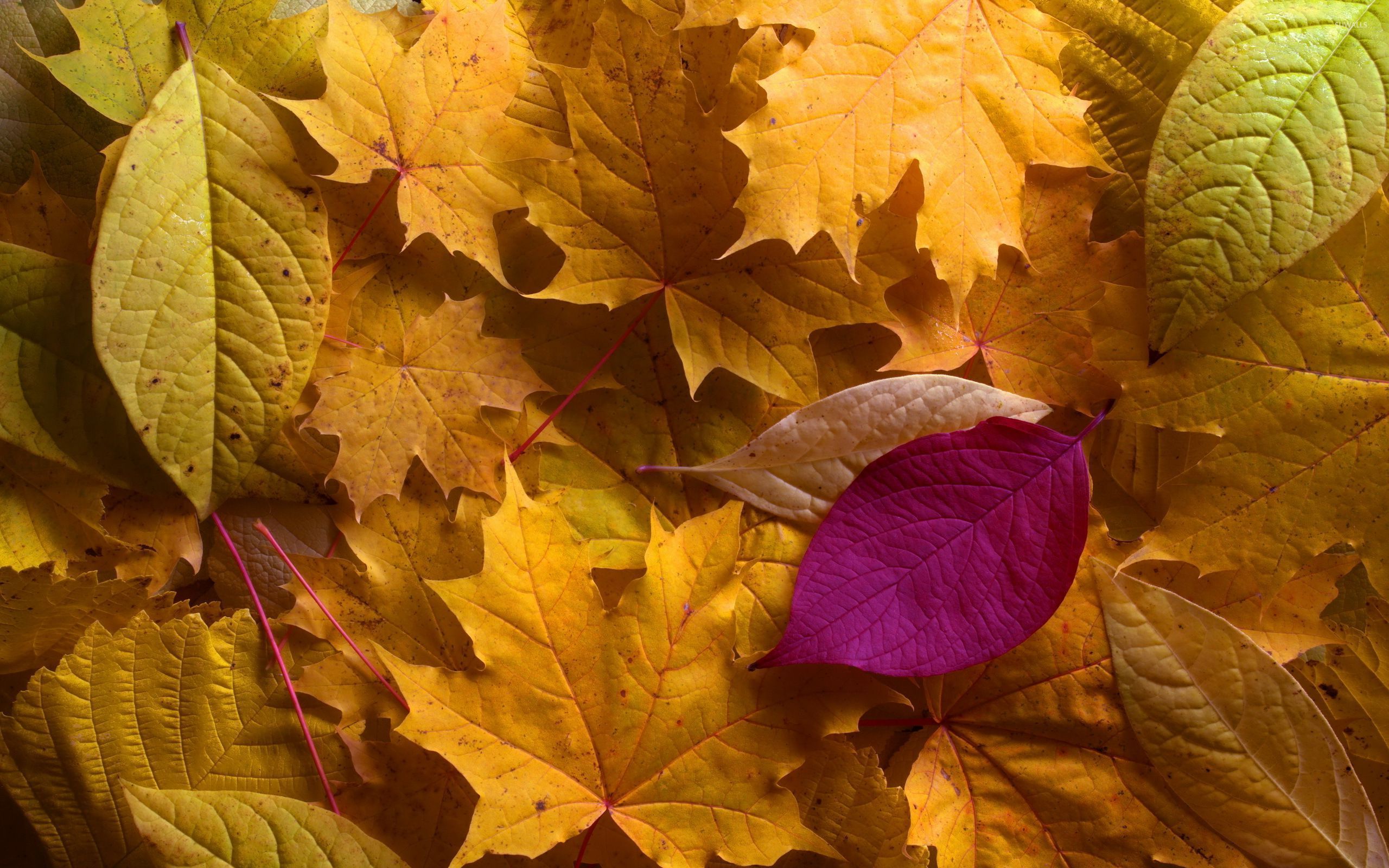 Abstract Autumn Leaves Wallpapers - Wallpaper Cave