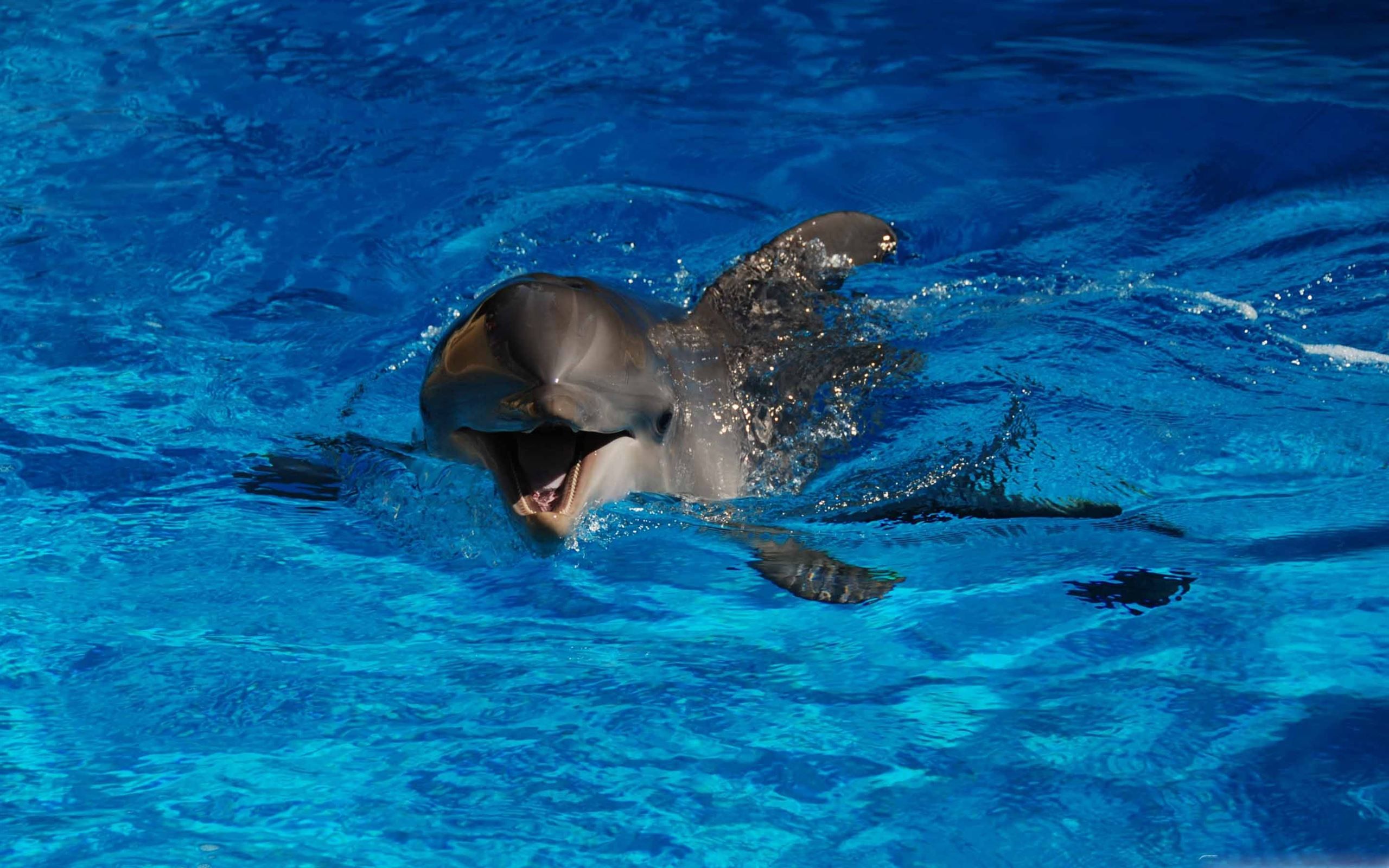 Happy Dolphin Day Wallpapers - Wallpaper Cave