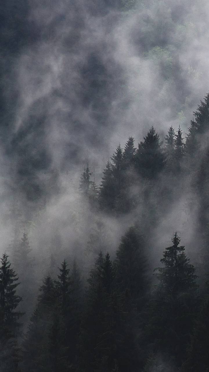 Fog Forest Phone Wallpapers - Wallpaper Cave