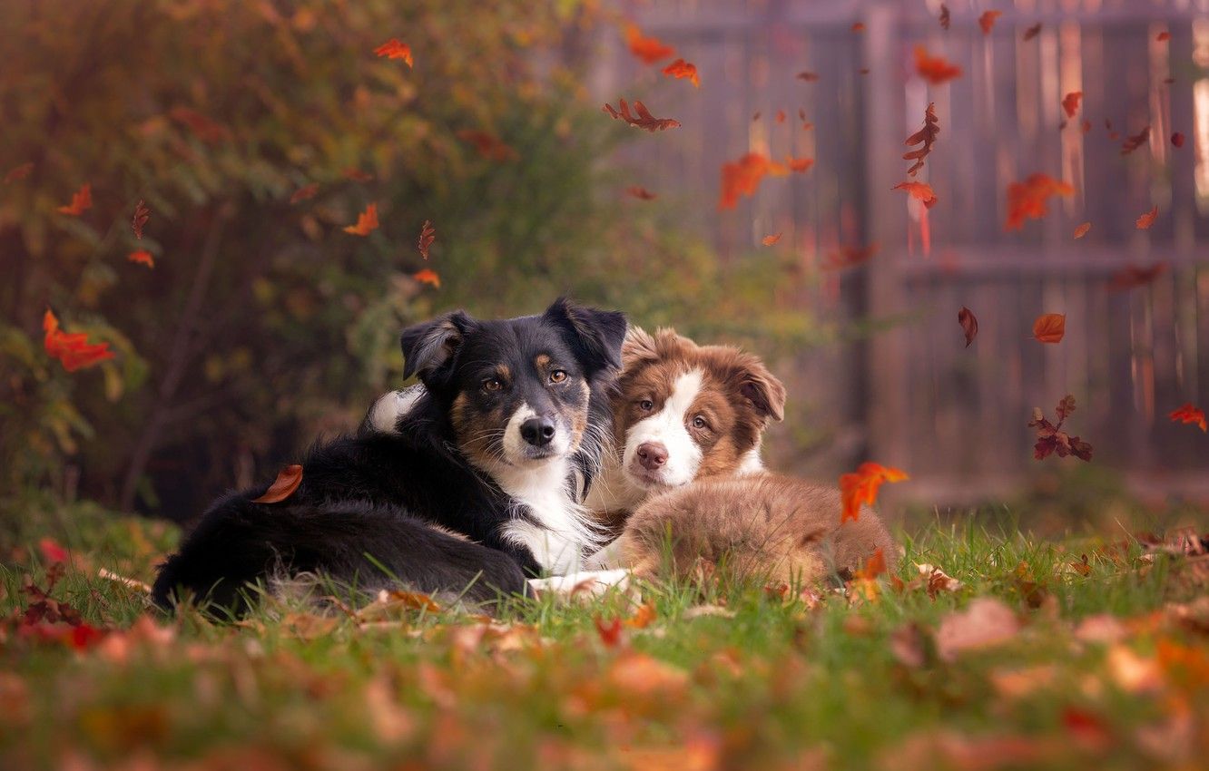 Autumn And Dog Wallpapers - Wallpaper Cave