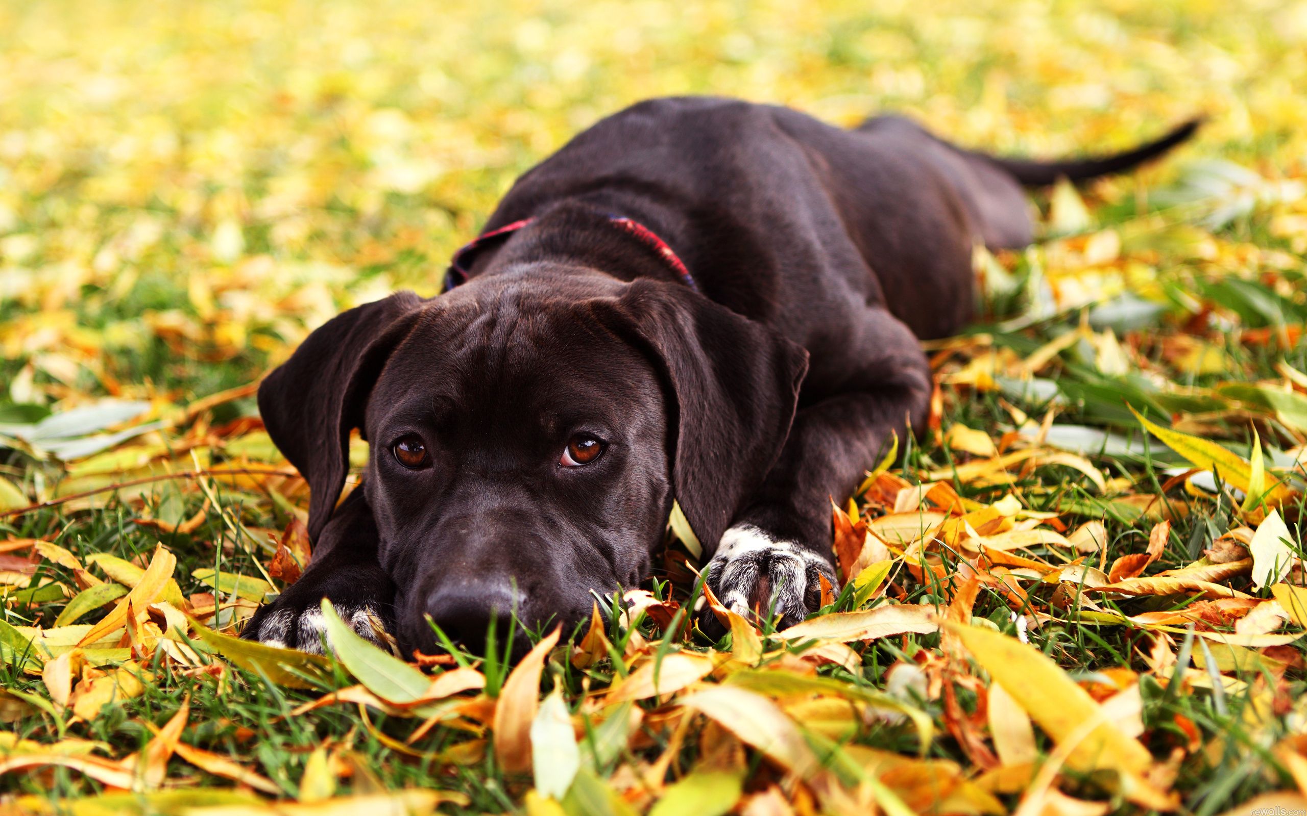 Dogs Autumn Wallpapers - Wallpaper Cave