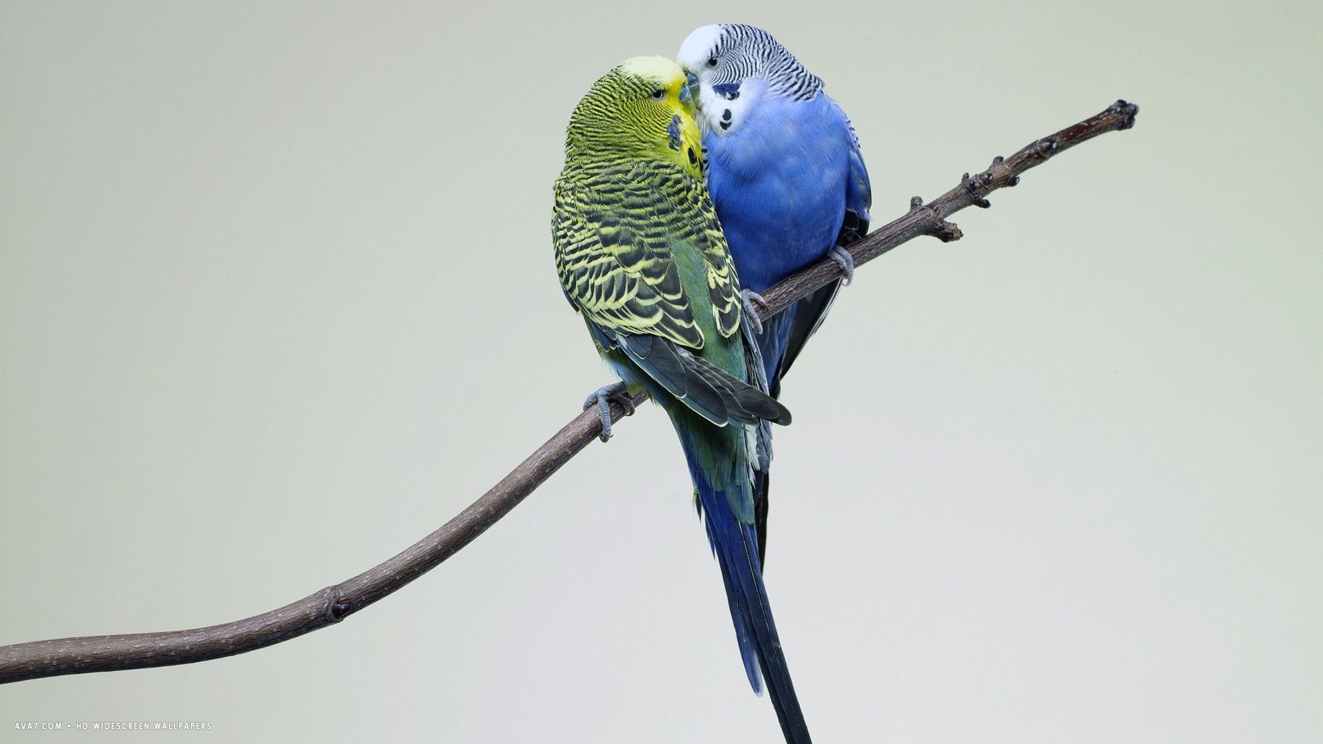 Budgies Wallpapers - Wallpaper Cave