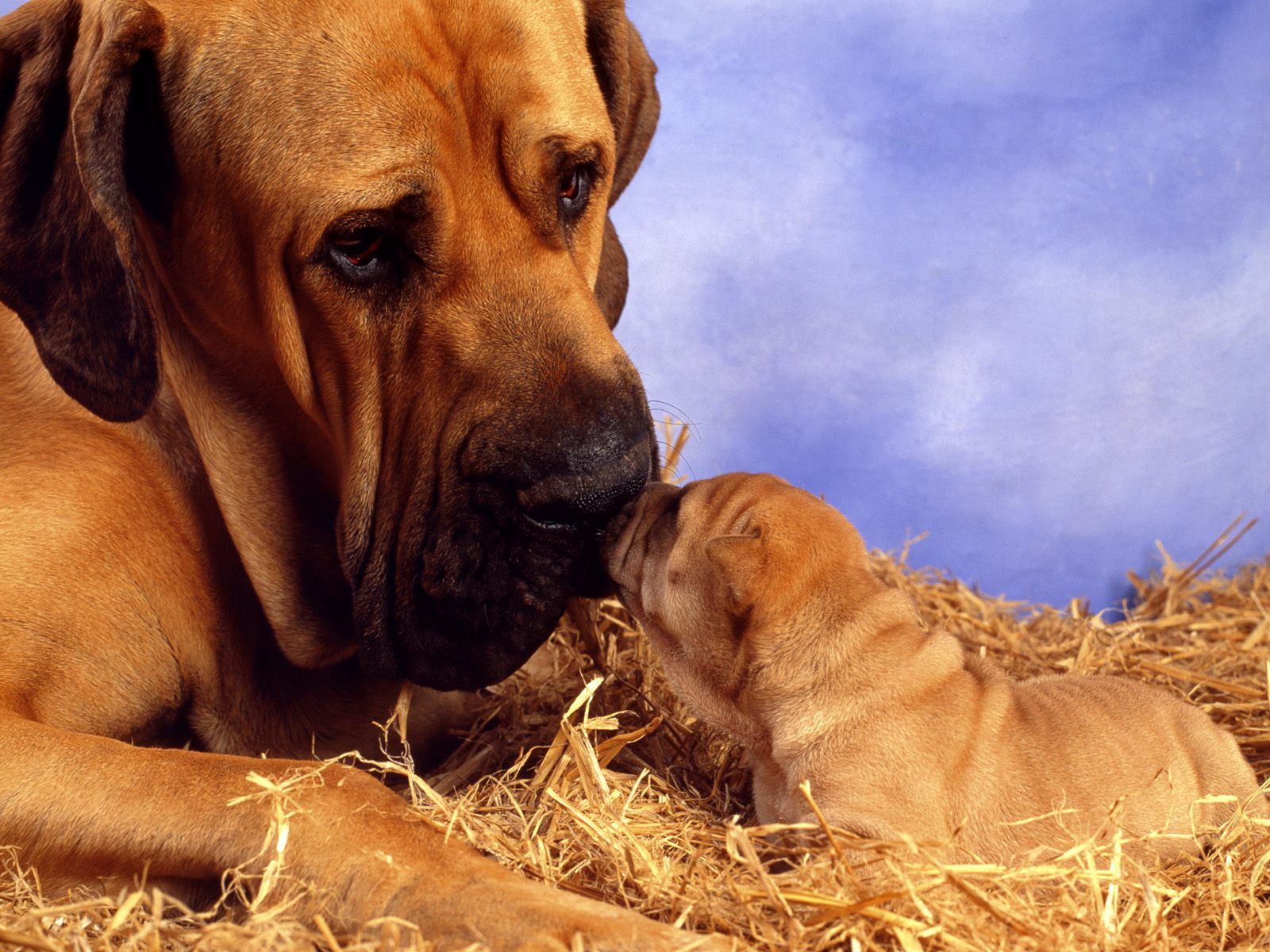 Love Dogs Wallpapers - Wallpaper Cave