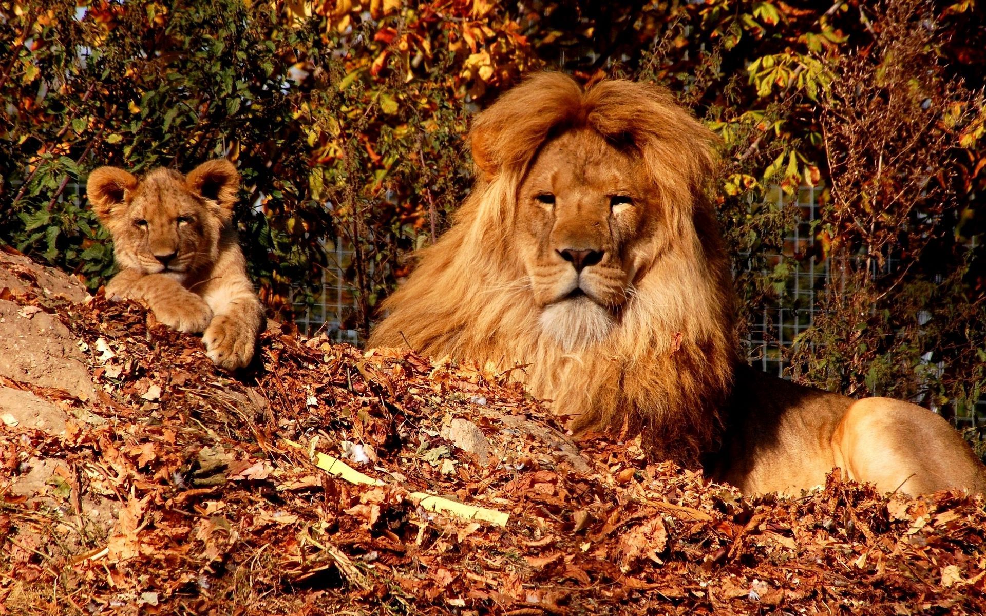 Autumn Lion Wallpapers - Wallpaper Cave