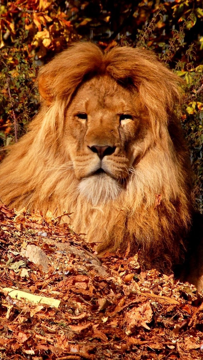 Autumn Lion Wallpapers - Wallpaper Cave