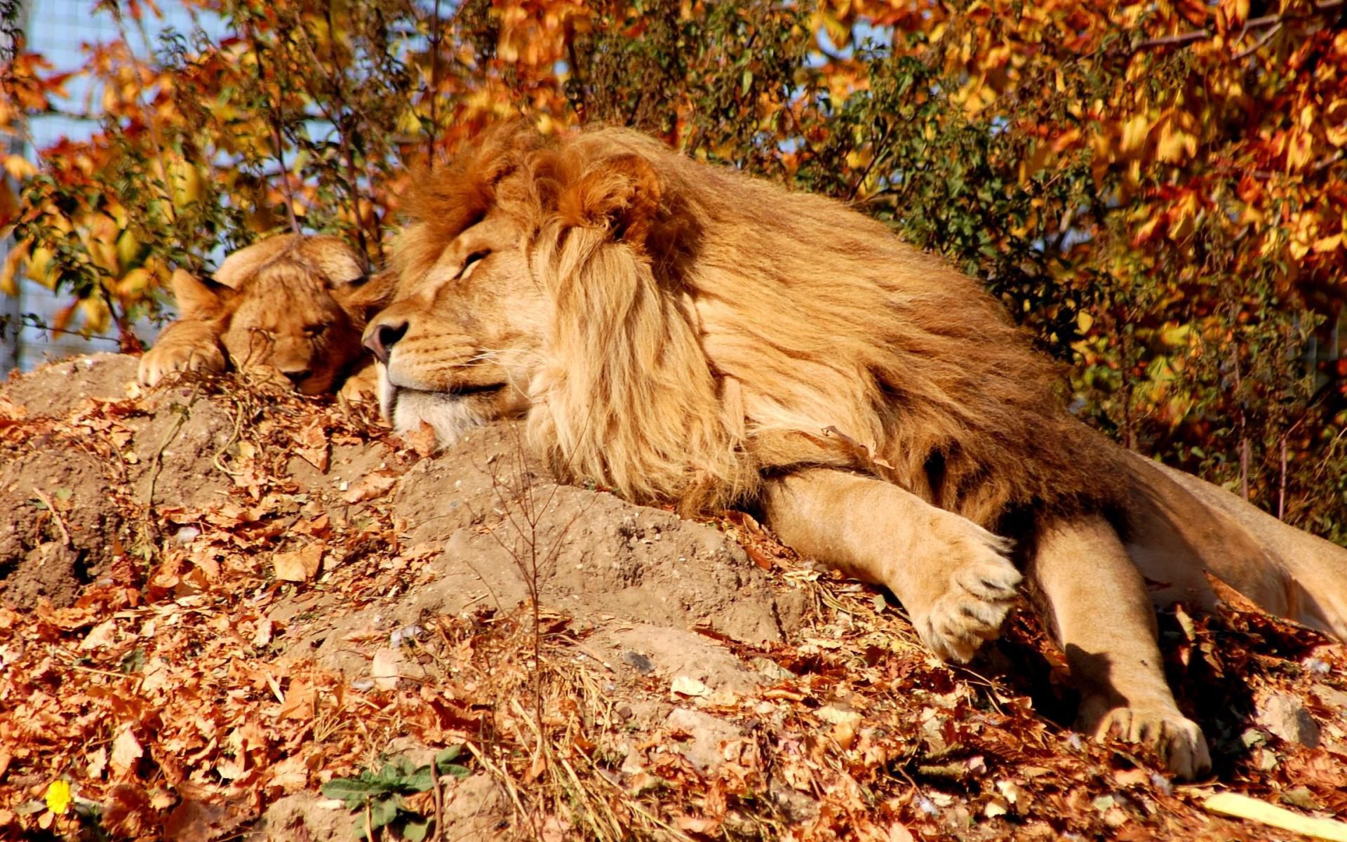 Autumn Lion Wallpapers - Wallpaper Cave