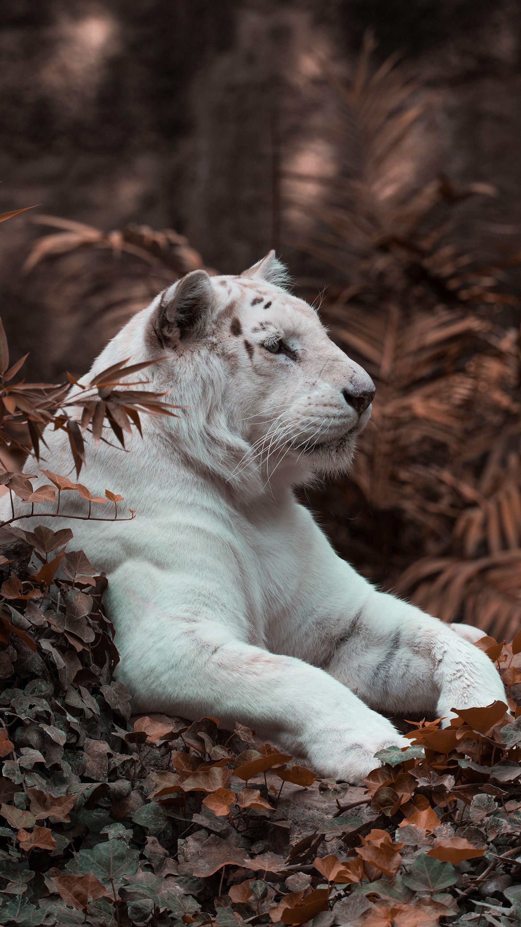 Autumn Lion Wallpapers - Wallpaper Cave