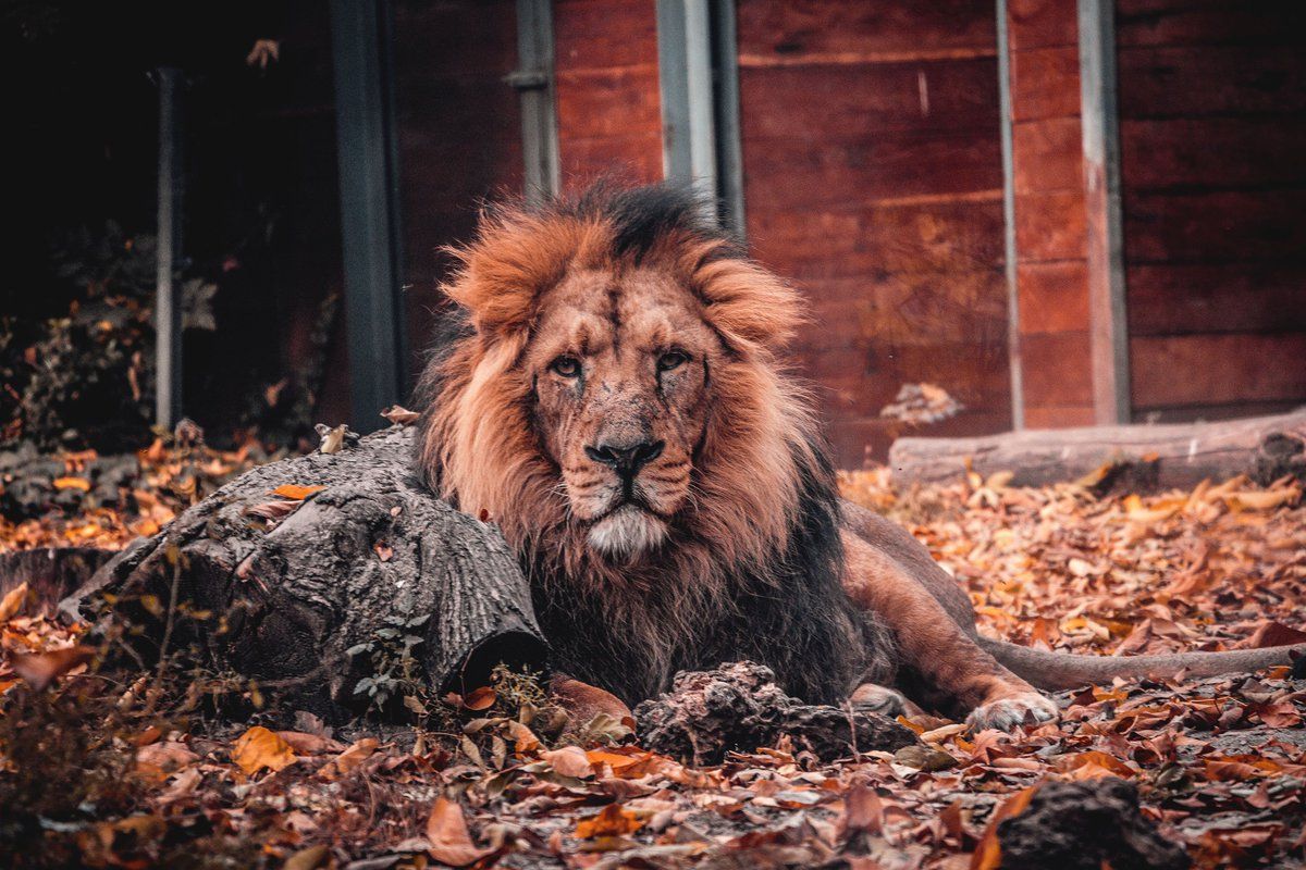 Autumn Lion Wallpapers - Wallpaper Cave