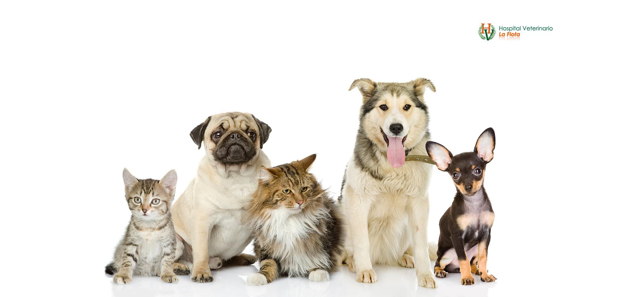 Vet Wallpapers - Wallpaper Cave