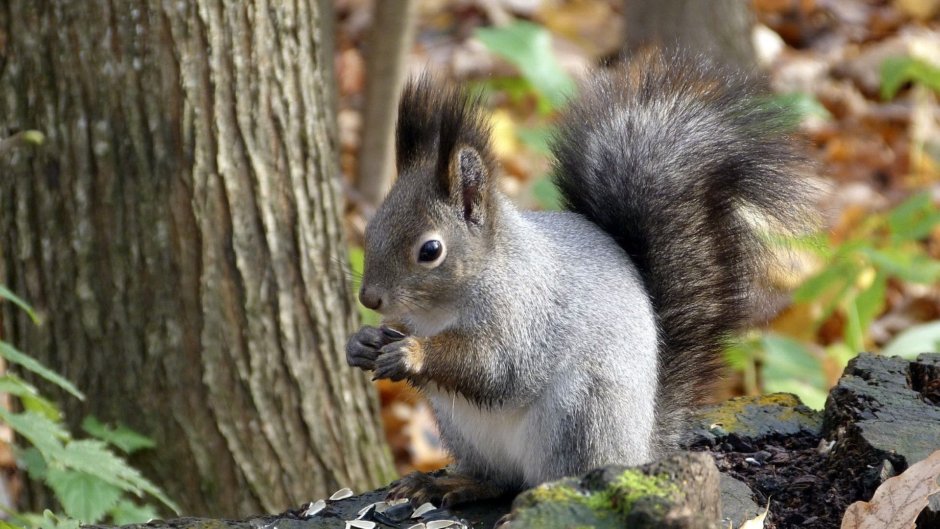 Autumn Squirrel Wallpapers - Wallpaper Cave