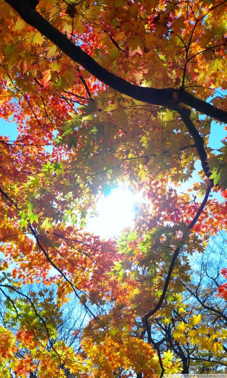 Autumn Sunshine Wallpapers - Wallpaper Cave