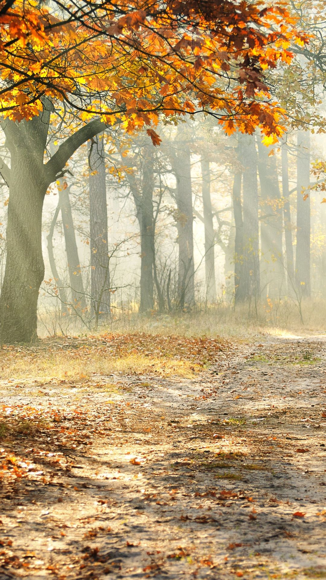 Autumnal Trees In Sun Rays Wallpapers - Wallpaper Cave