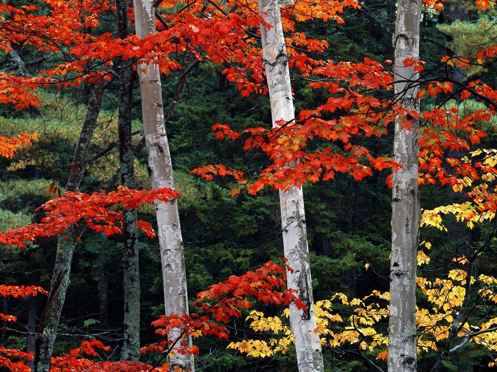 Miss Autumn Wallpapers - Wallpaper Cave