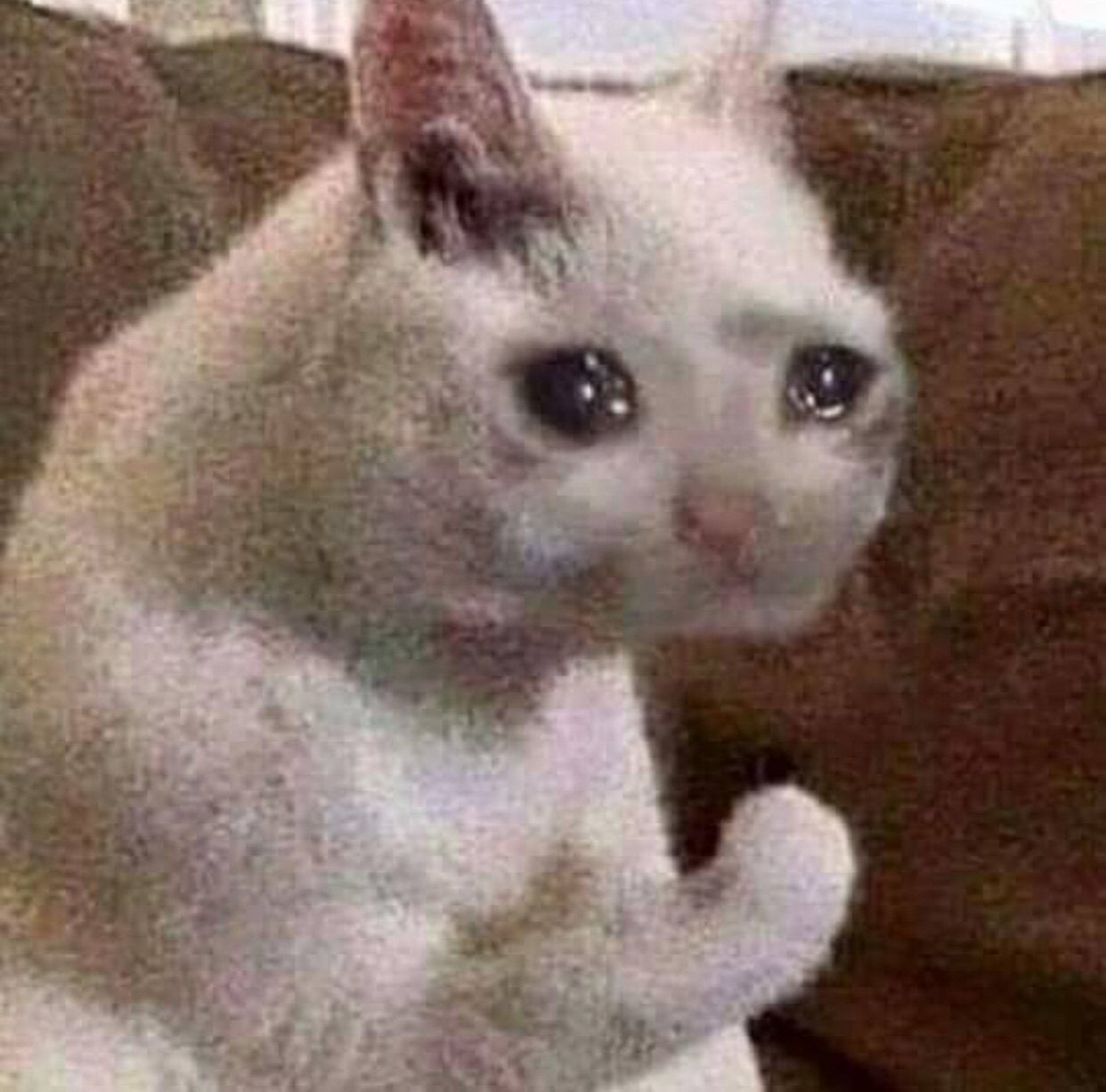 Crying Cat Meme Song Riyadel Jannah