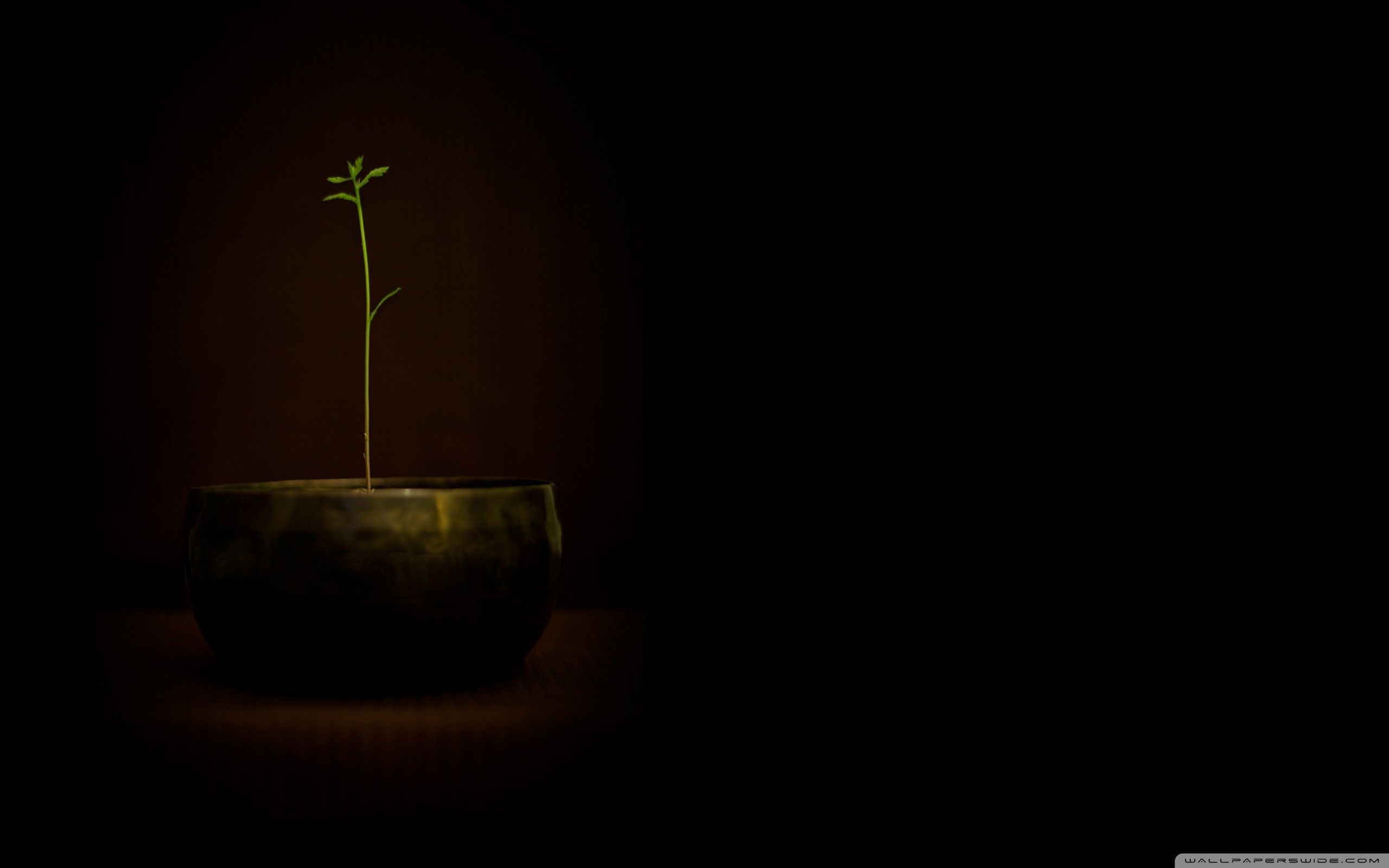 Sprout Wallpapers - Wallpaper Cave