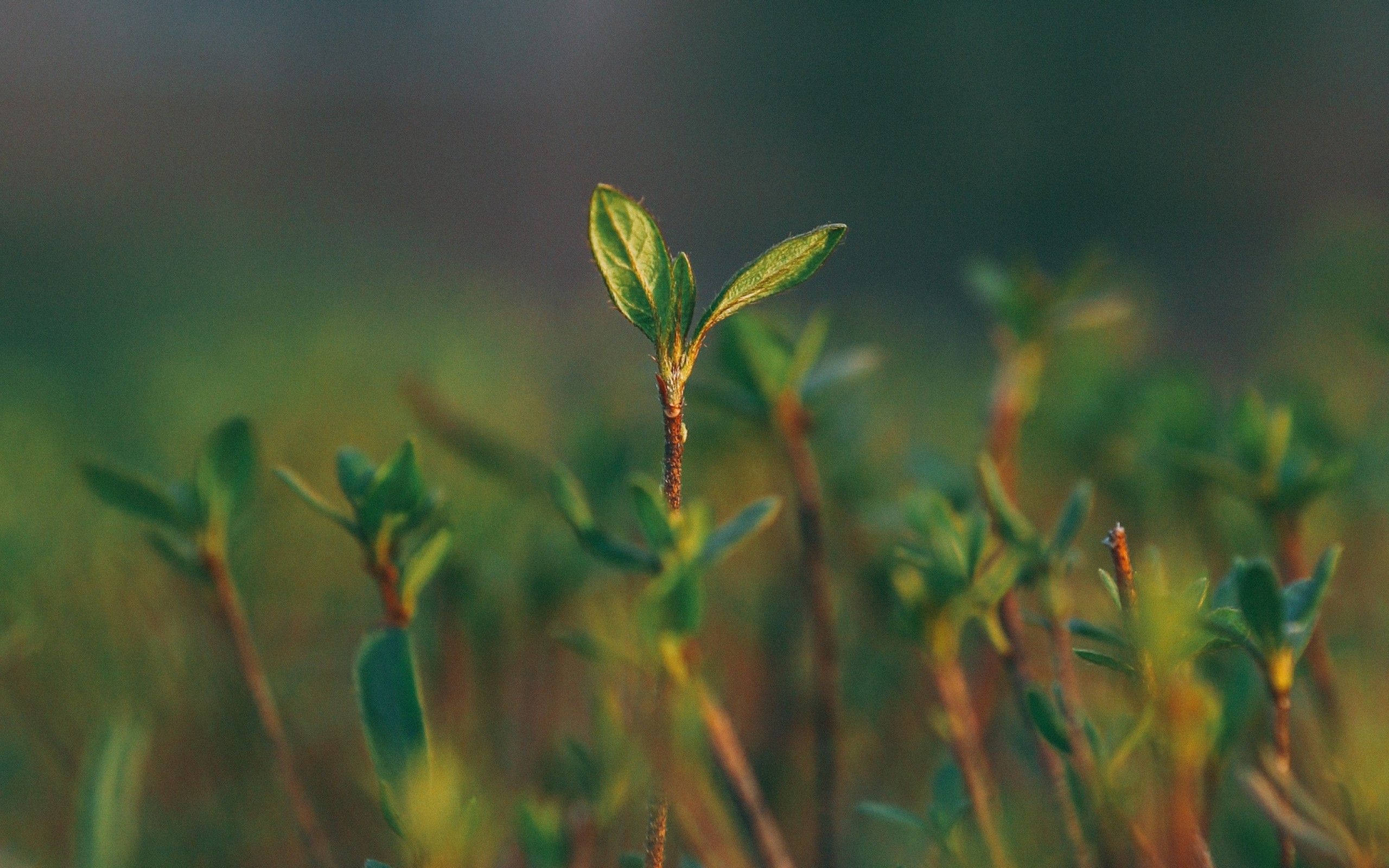 Sprout Wallpapers - Wallpaper Cave