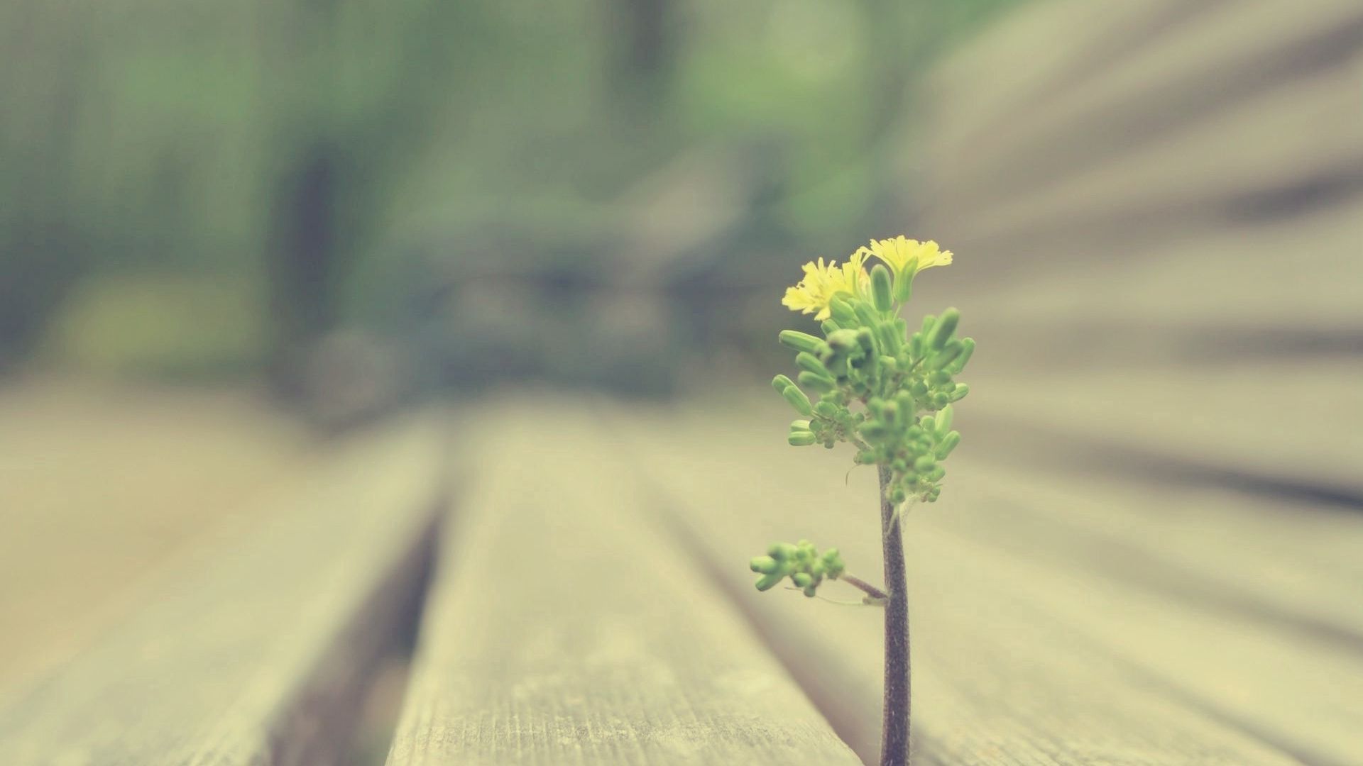 Sprout Wallpapers - Wallpaper Cave