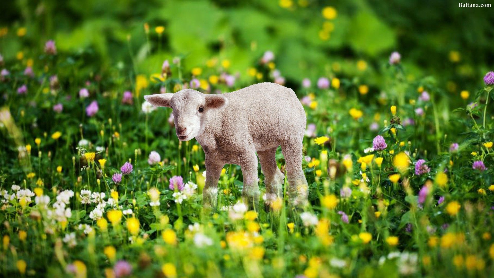 Sheeps Wallpapers - Wallpaper Cave