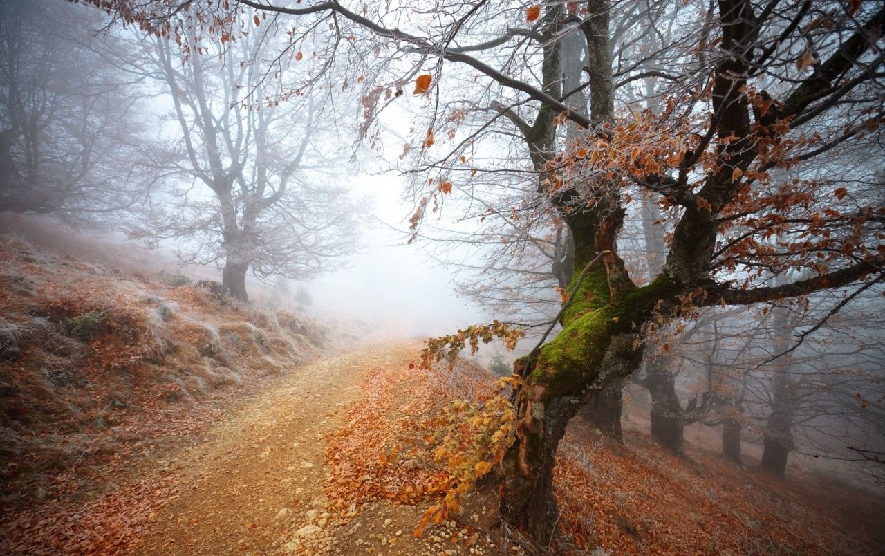 Mist Autumn Wallpapers - Wallpaper Cave