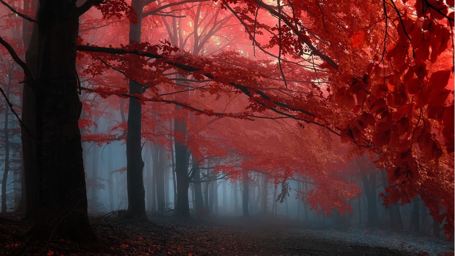 Mist Autumn Wallpapers - Wallpaper Cave