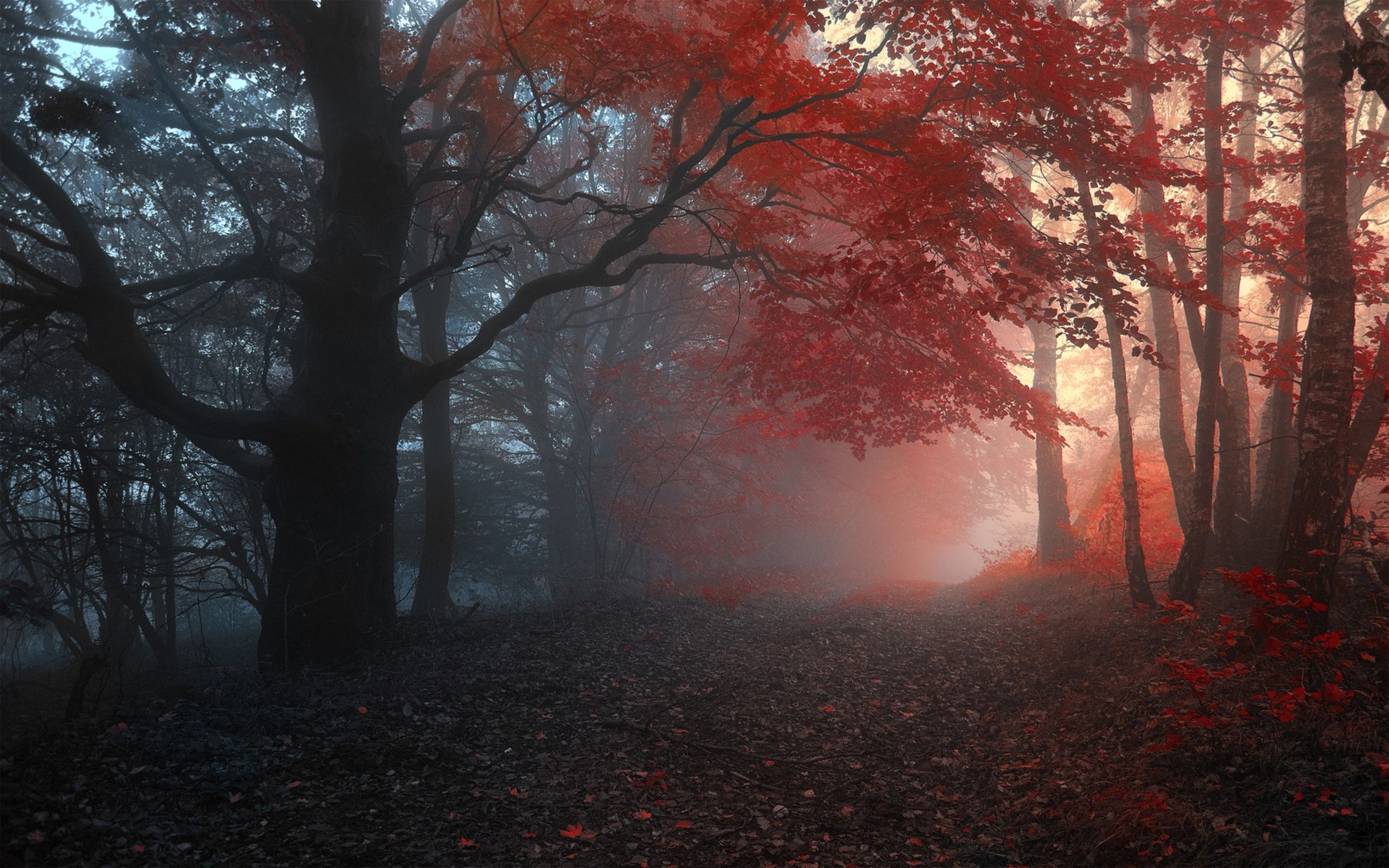 Mist Autumn Wallpapers - Wallpaper Cave