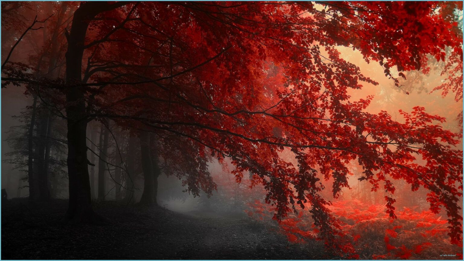 Mist Autumn Wallpapers - Wallpaper Cave
