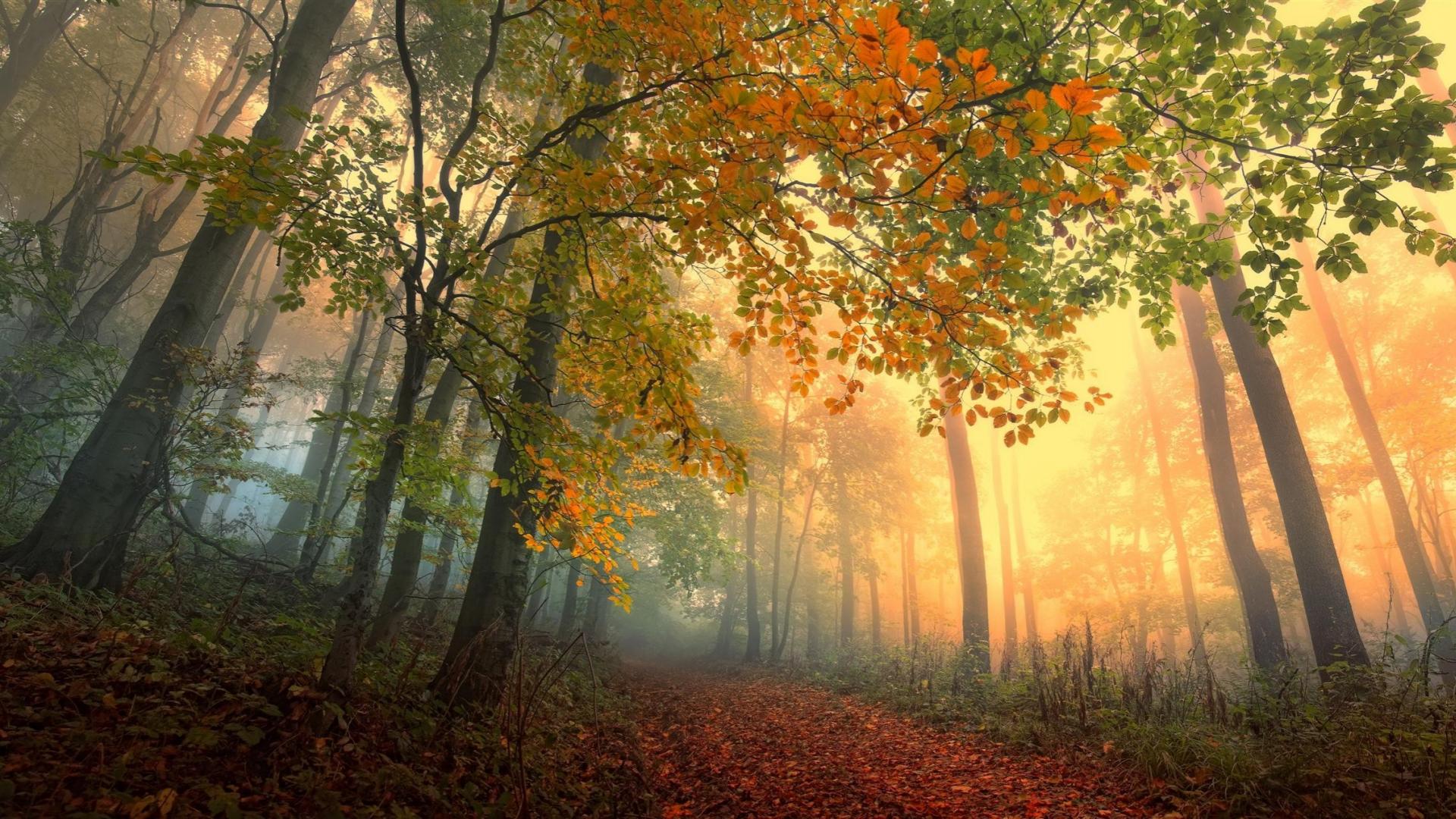 Magic Autumn Wallpapers - Wallpaper Cave