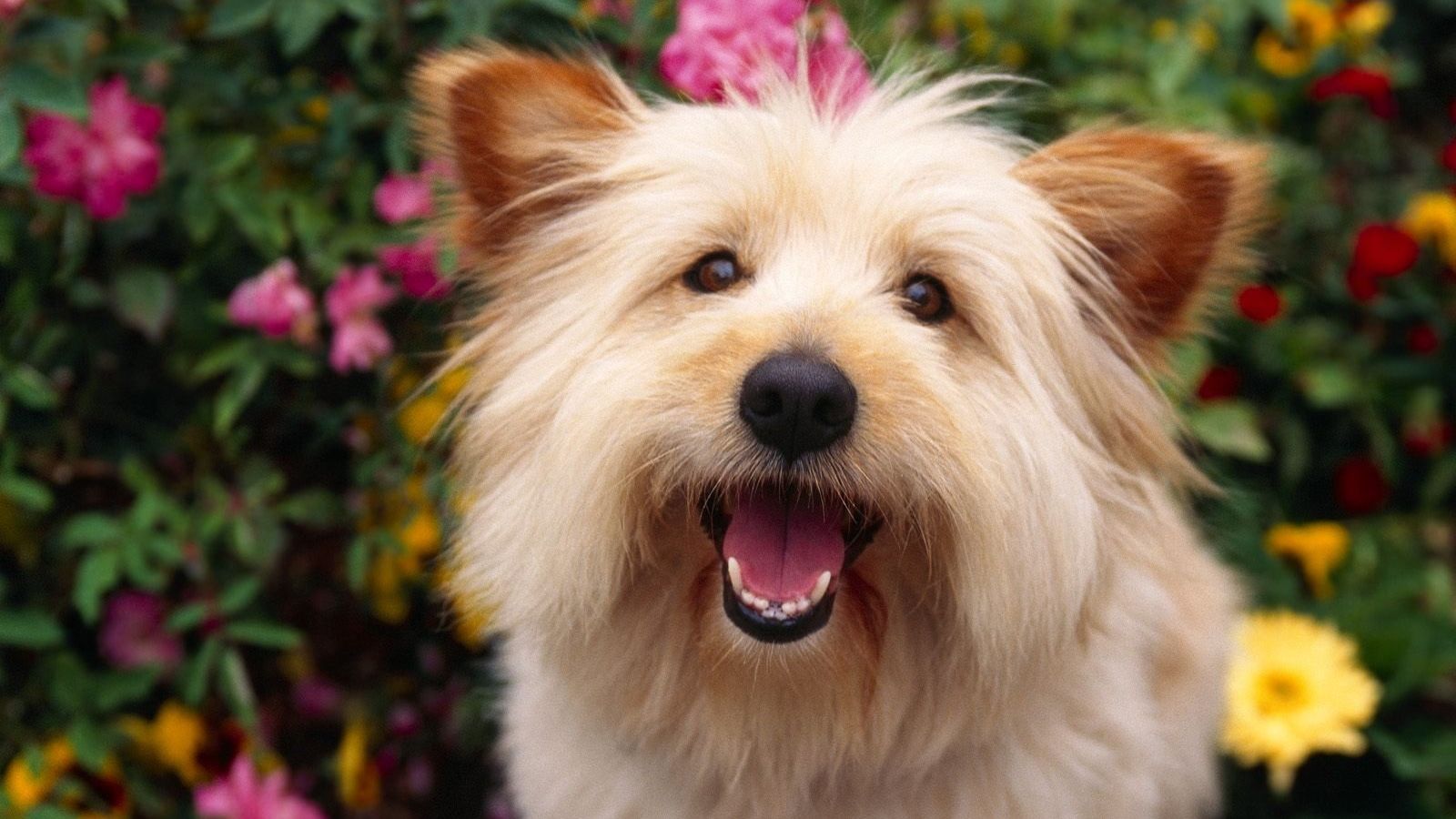 Mix Dogs Wallpapers - Wallpaper Cave