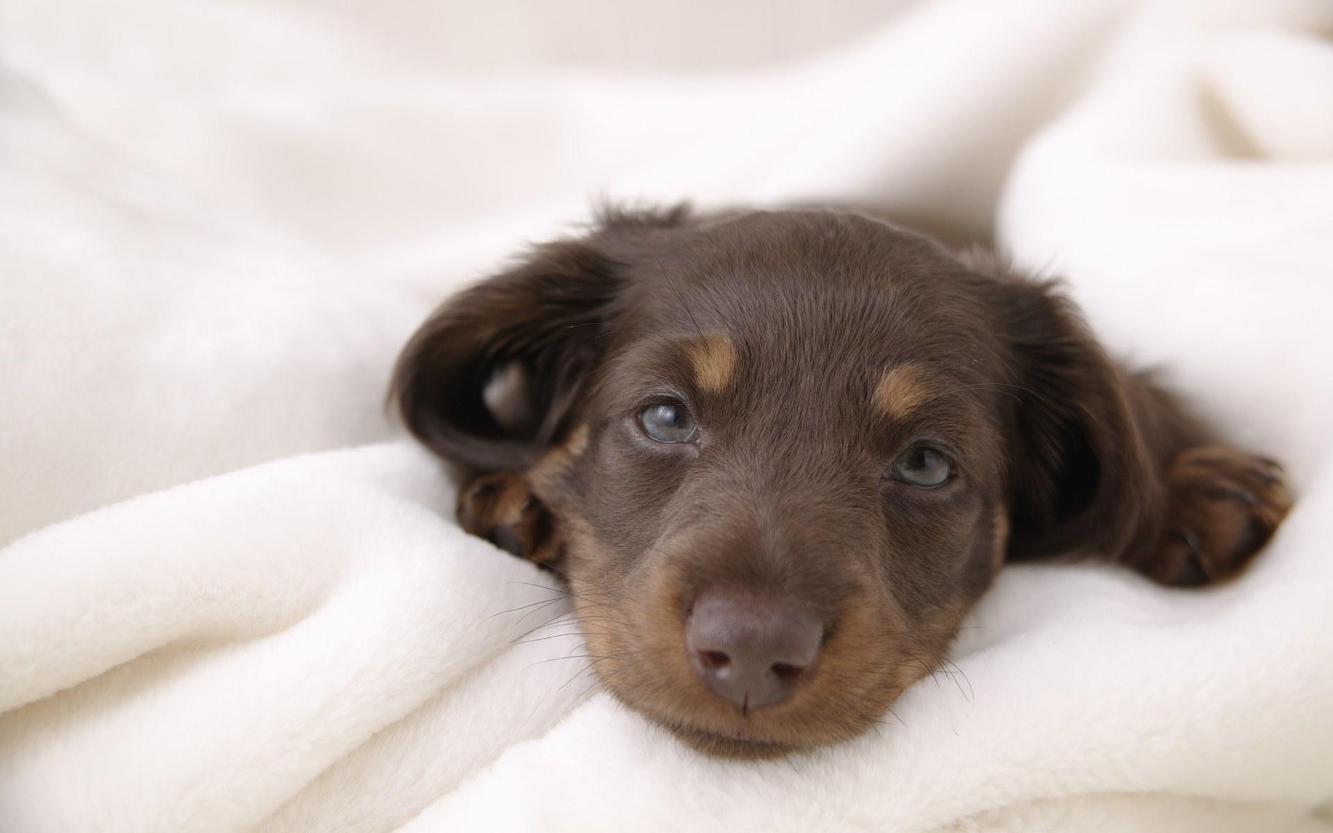 Mix Dogs Wallpapers - Wallpaper Cave