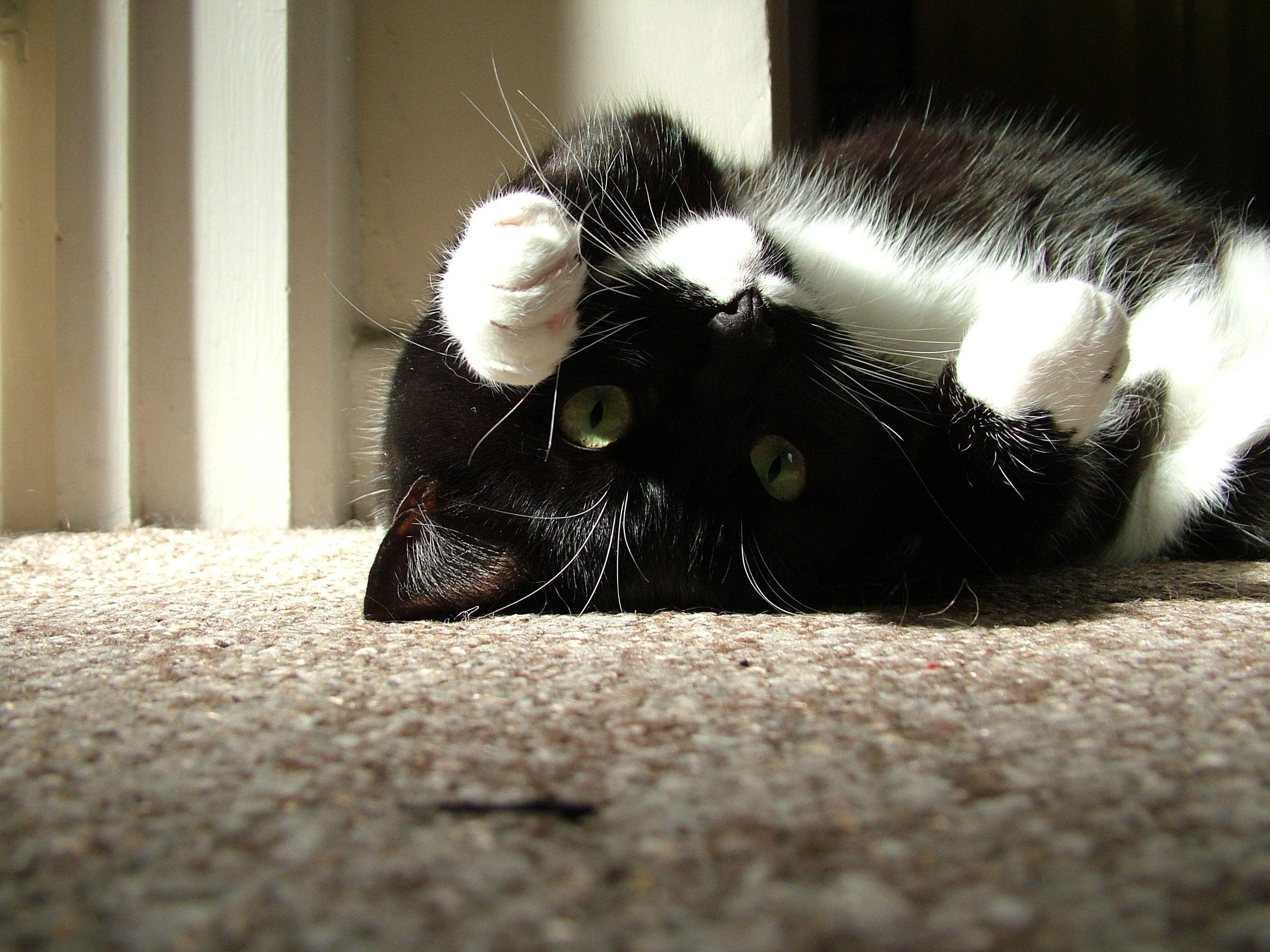 Tuxedo Cat Wallpapers Wallpaper Cave Tuxedo Cat Wallpapers Wallpaper Cave