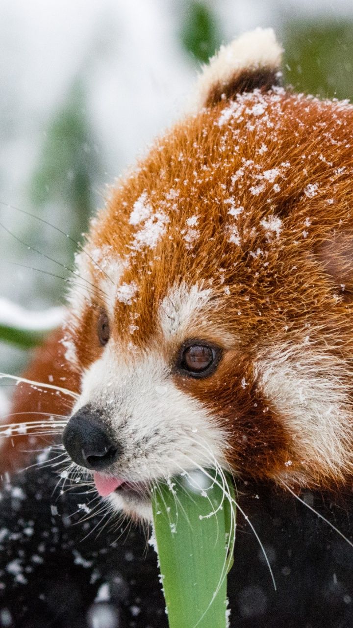 Red Panda Galaxy Wallpapers - Wallpaper Cave