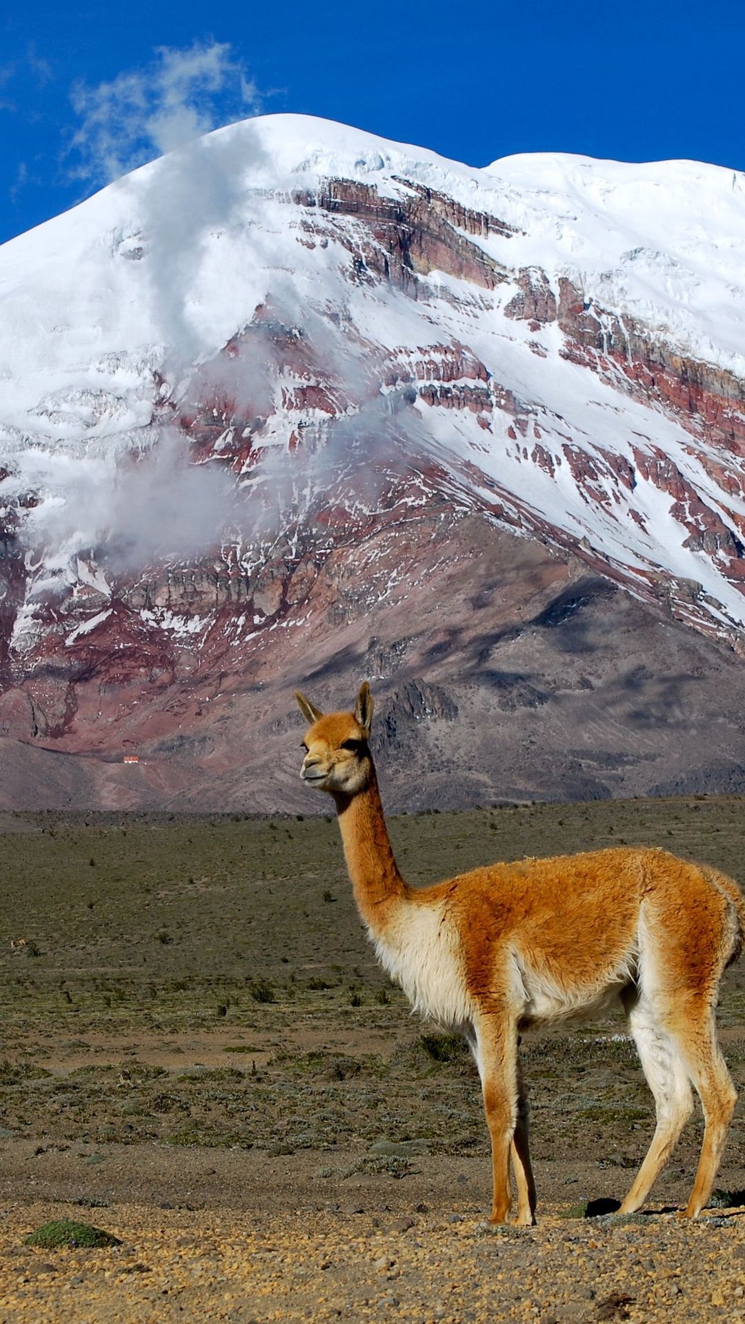 Lamas Galaxy Wallpapers - Wallpaper Cave