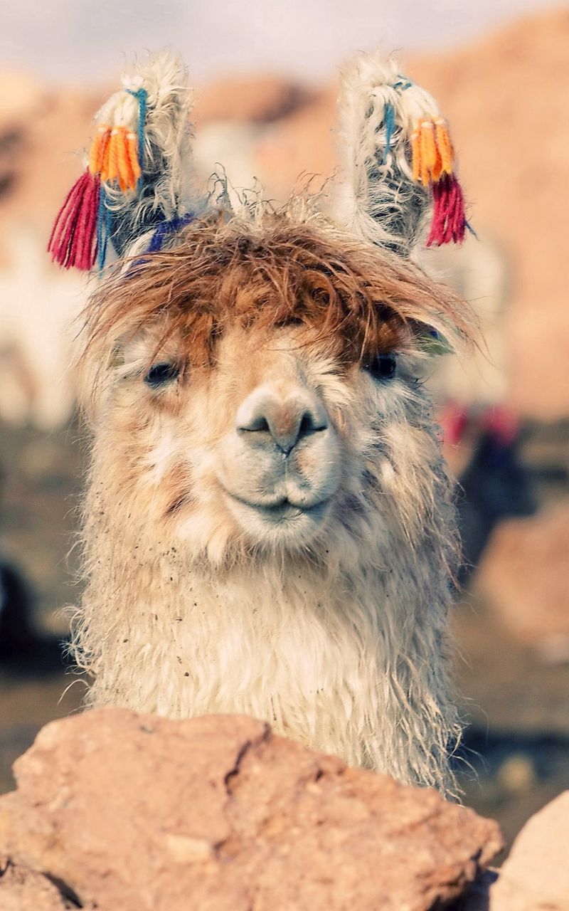 Lamas Galaxy Wallpapers - Wallpaper Cave