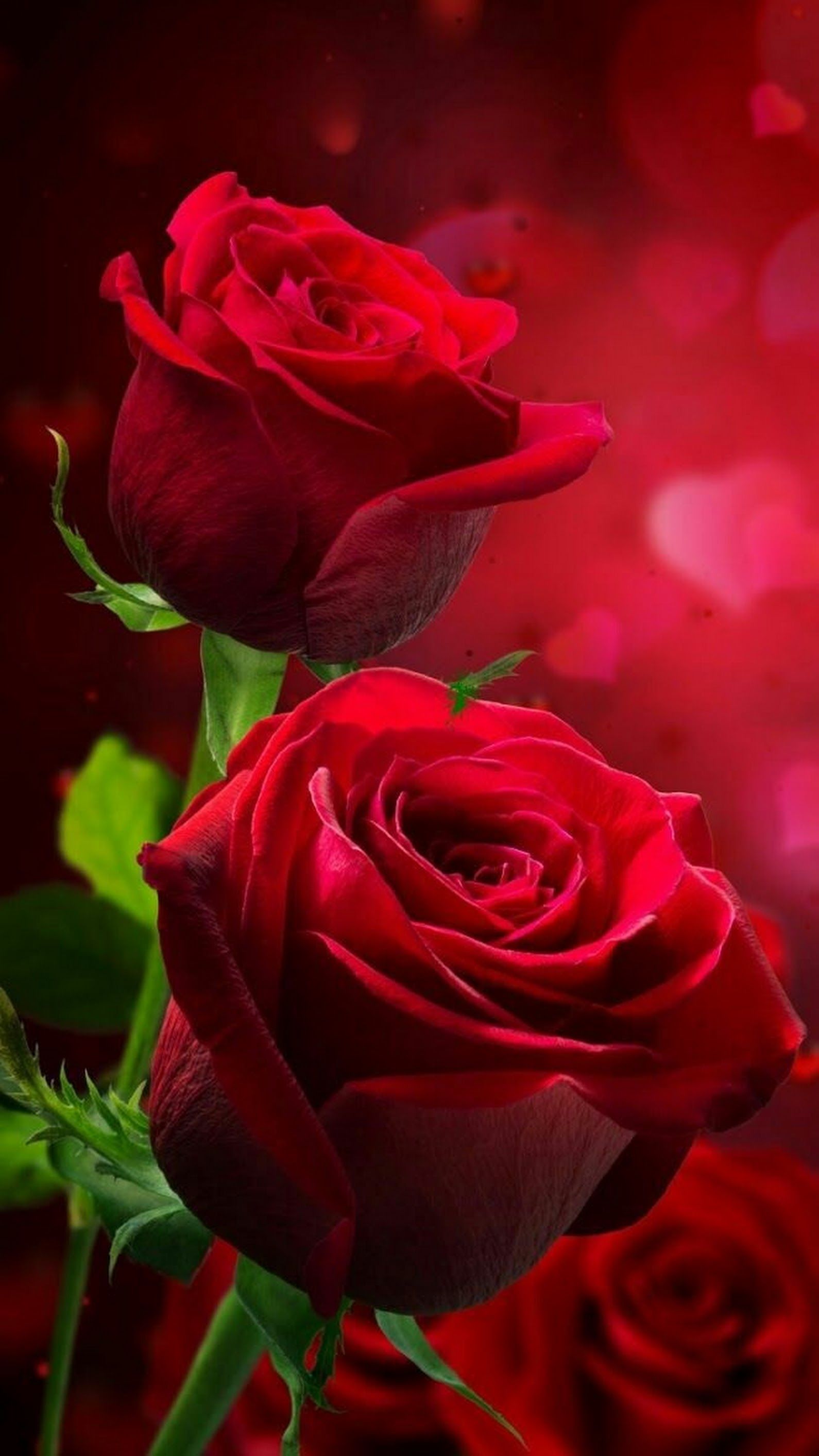 Rose Beauty Wallpapers - Wallpaper Cave