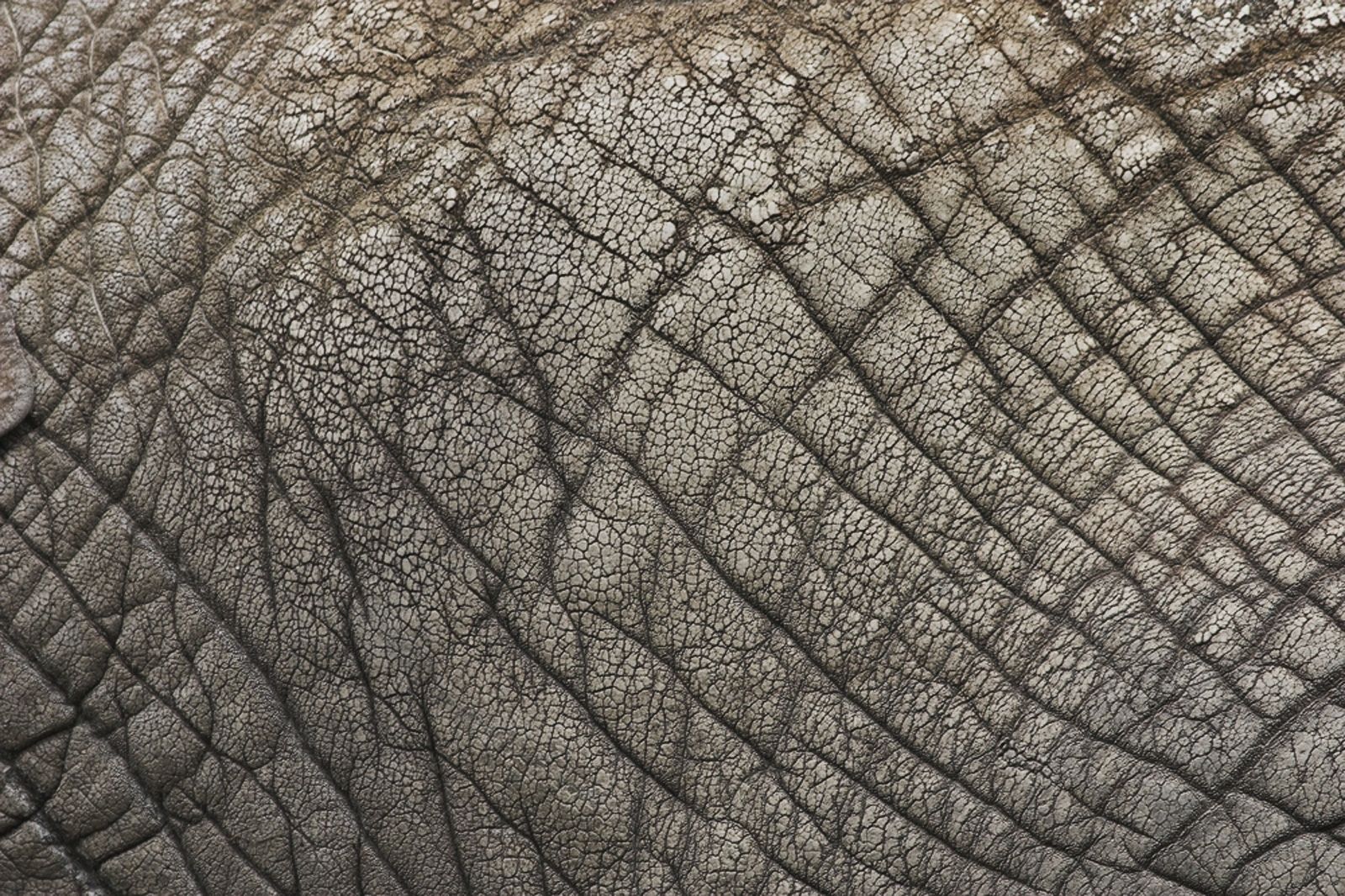 Skin Of Animals Wallpapers - Wallpaper Cave