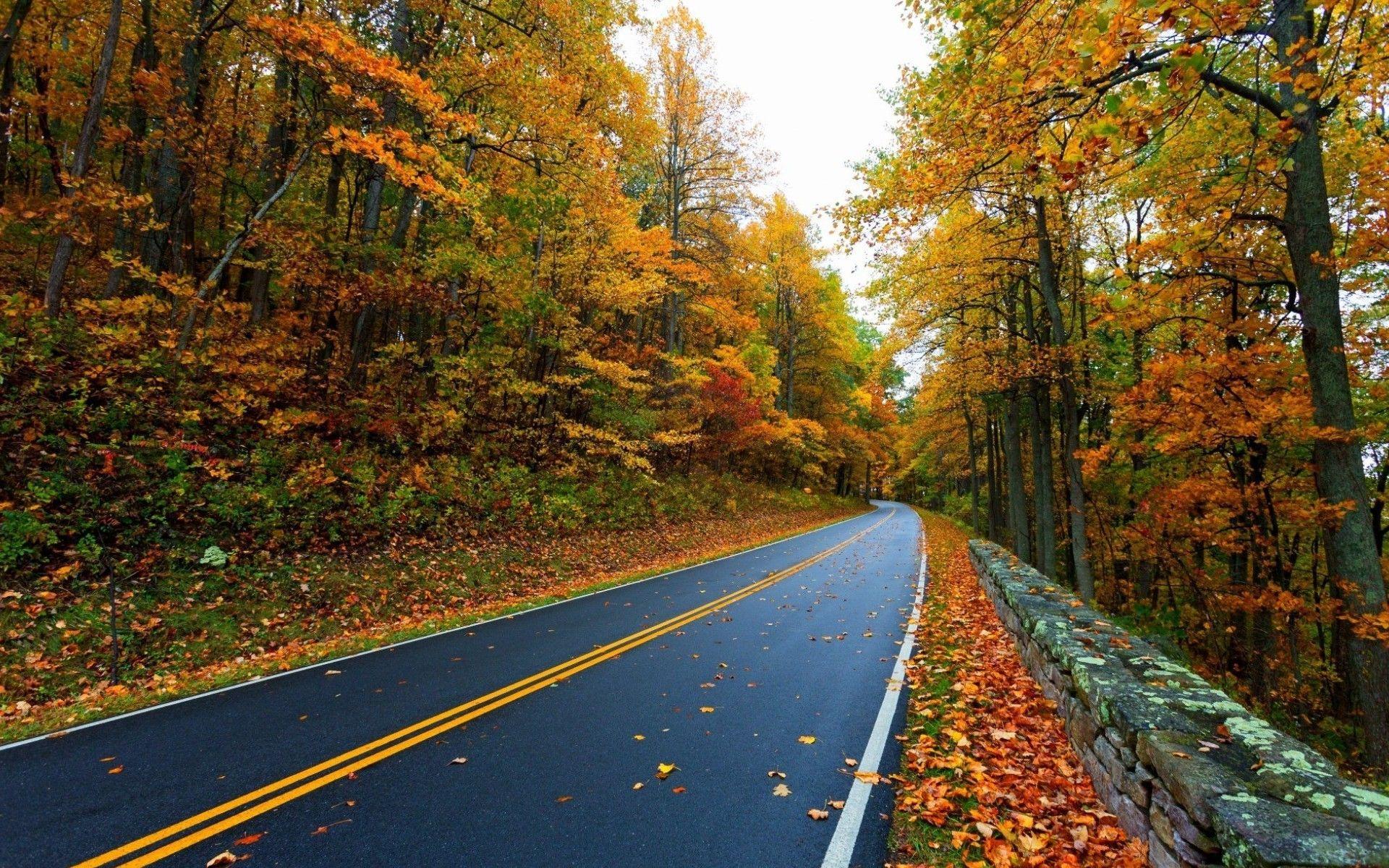 Autumn Road Route Forest Wallpapers - Wallpaper Cave
