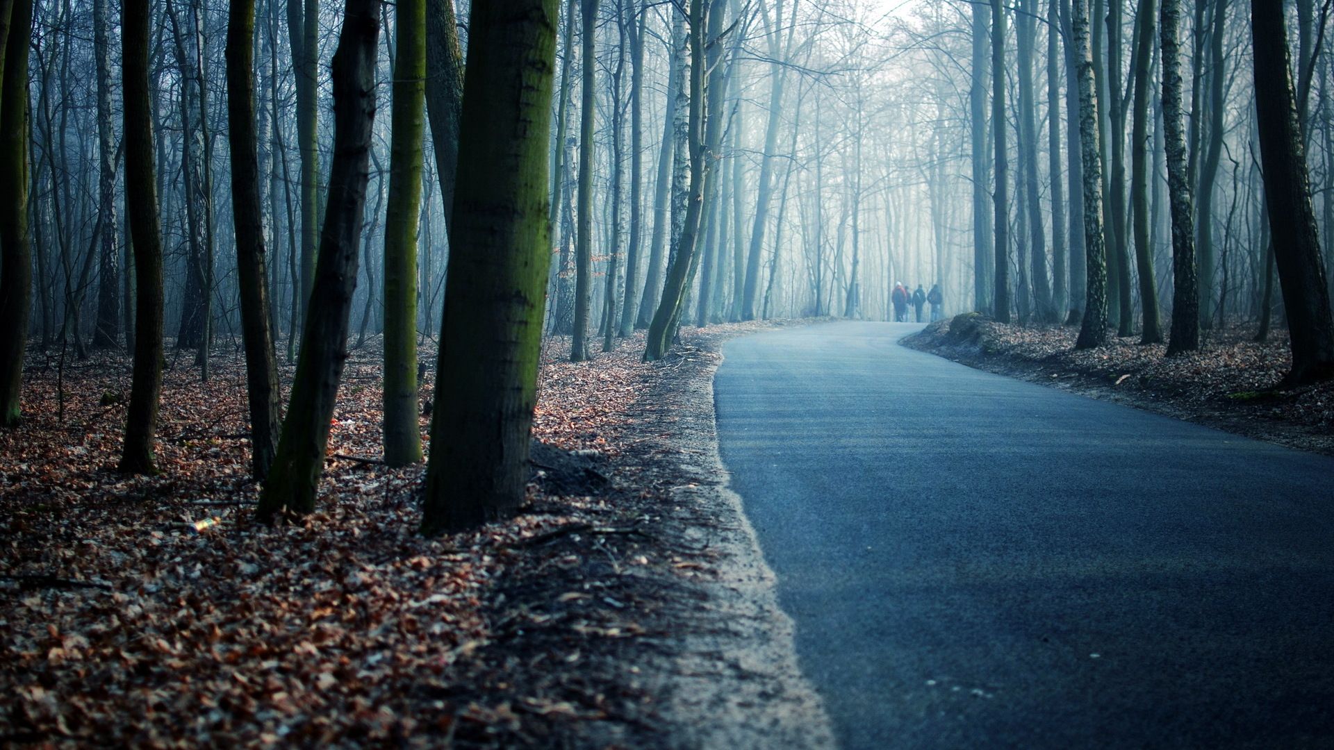 Autumn Road Route Forest Wallpapers - Wallpaper Cave