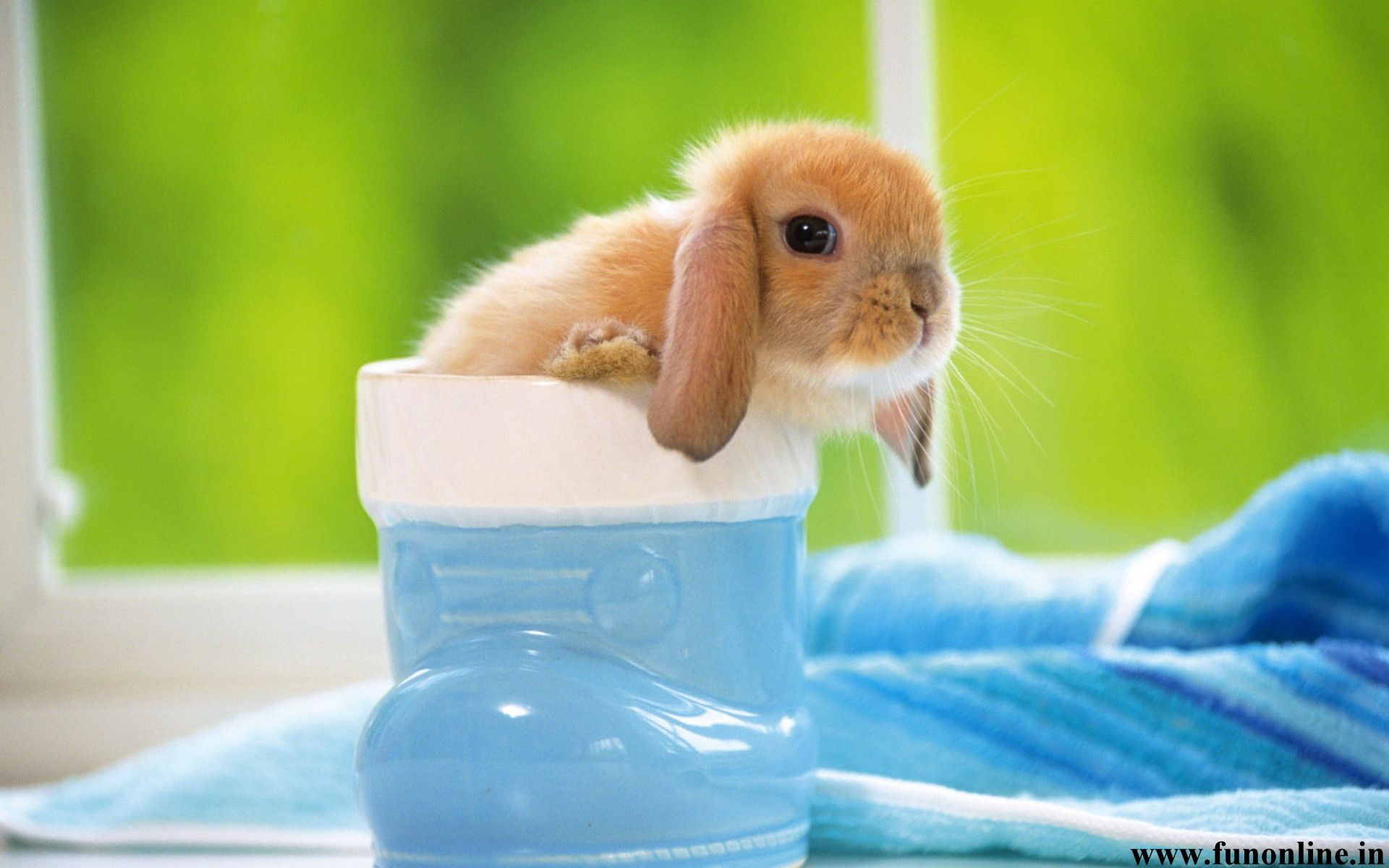 Rabbits Baby Wallpapers - Wallpaper Cave