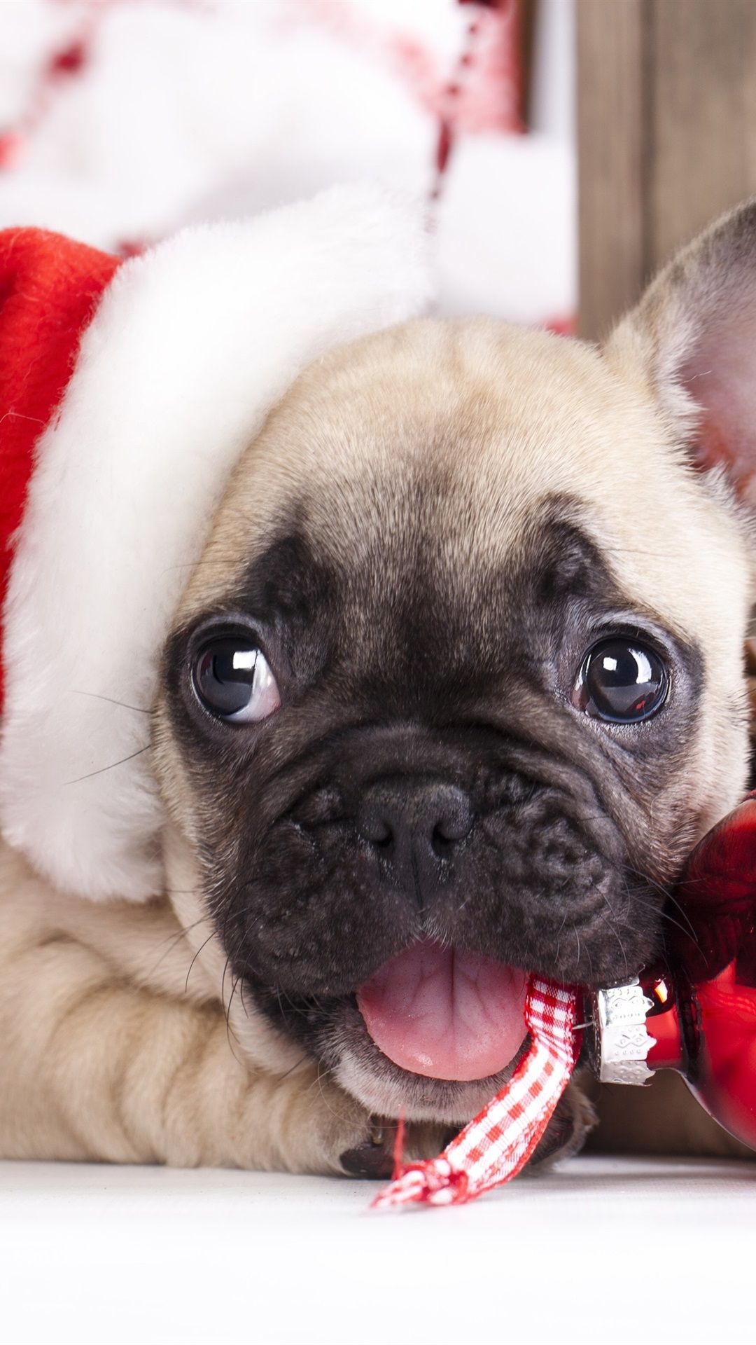 Christmas Frenchie