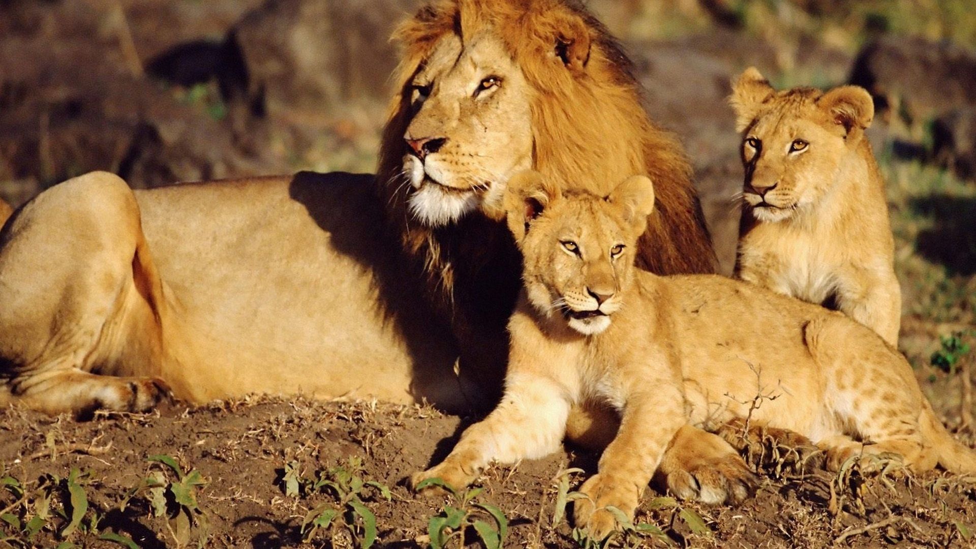 Lion Family Wallpapers - Wallpaper Cave