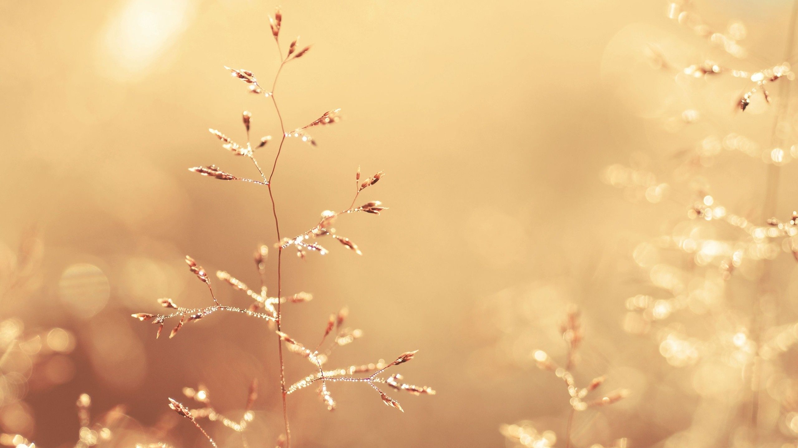 Autumn Dreamy Wallpapers - Wallpaper Cave