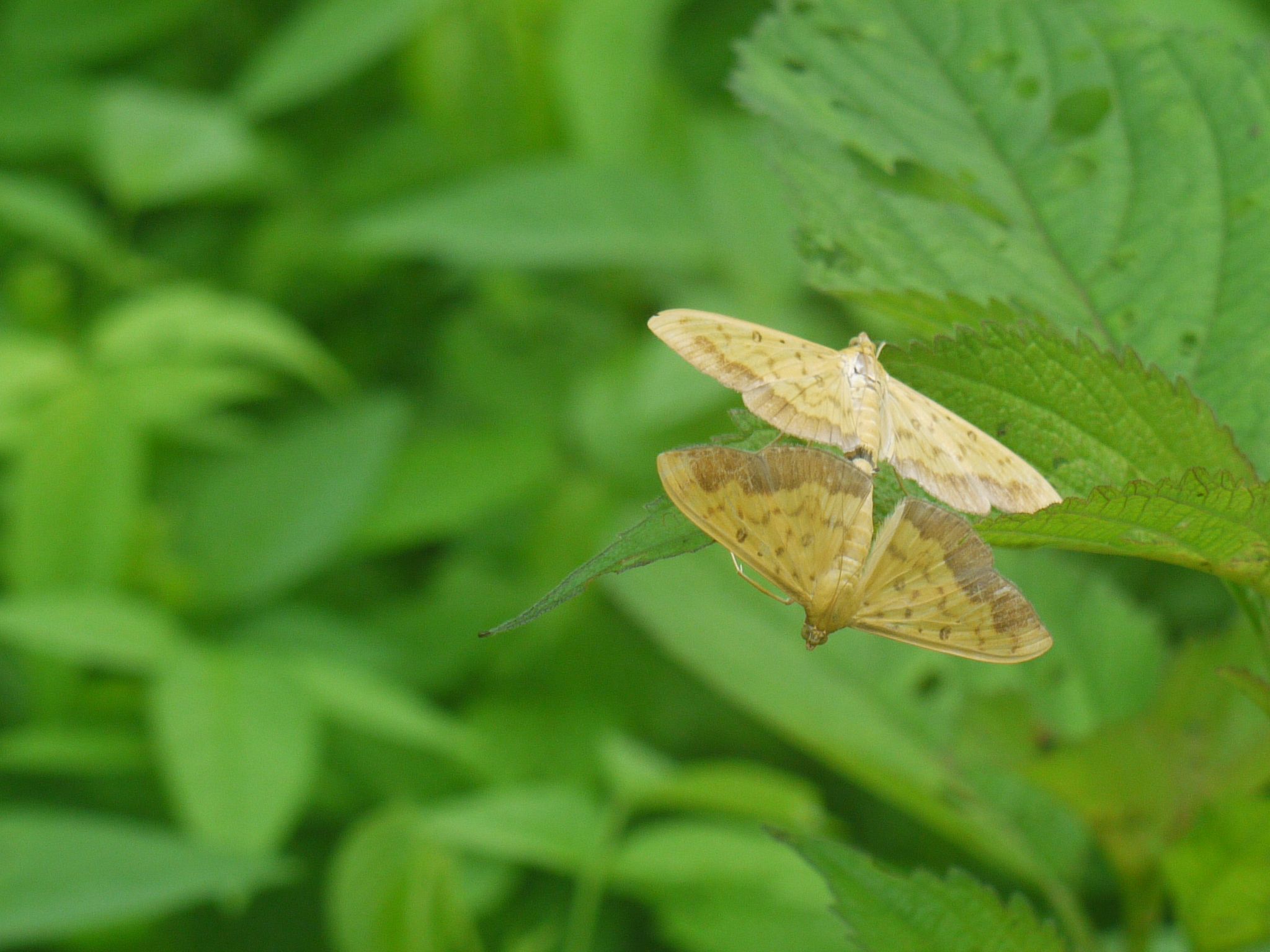 Botyodes Asialis Wallpapers - Wallpaper Cave