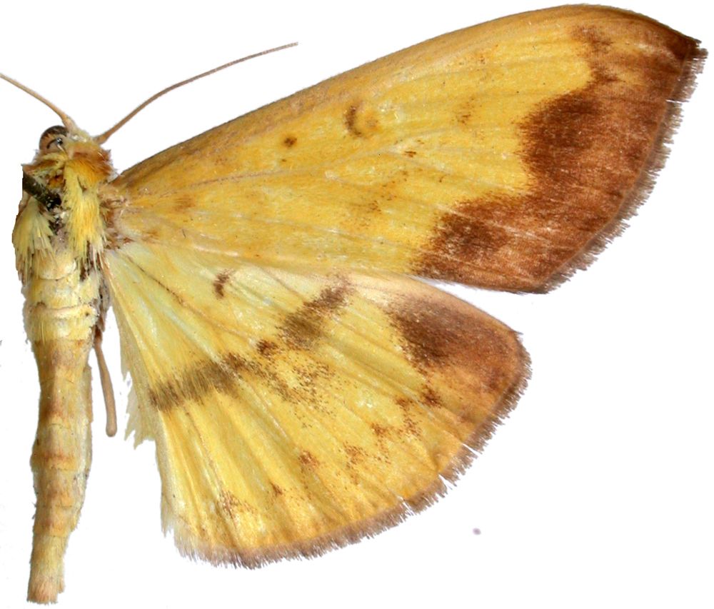 Botyodes Asialis Wallpapers - Wallpaper Cave