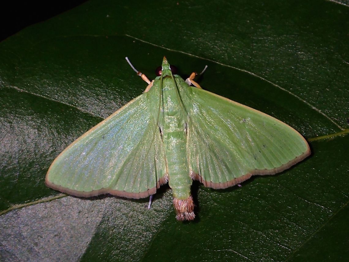 Botyodes Asialis Wallpapers - Wallpaper Cave