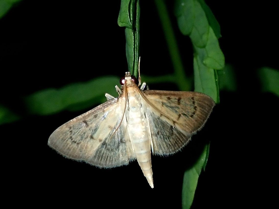 Botyodes Asialis Wallpapers - Wallpaper Cave
