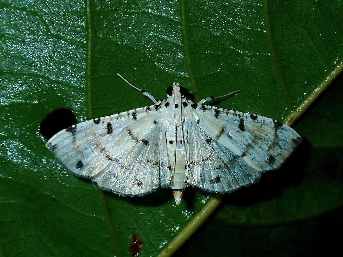 Botyodes Asialis Wallpapers - Wallpaper Cave