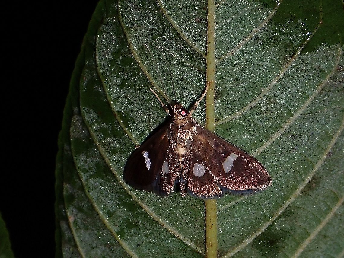 Botyodes Asialis Wallpapers - Wallpaper Cave