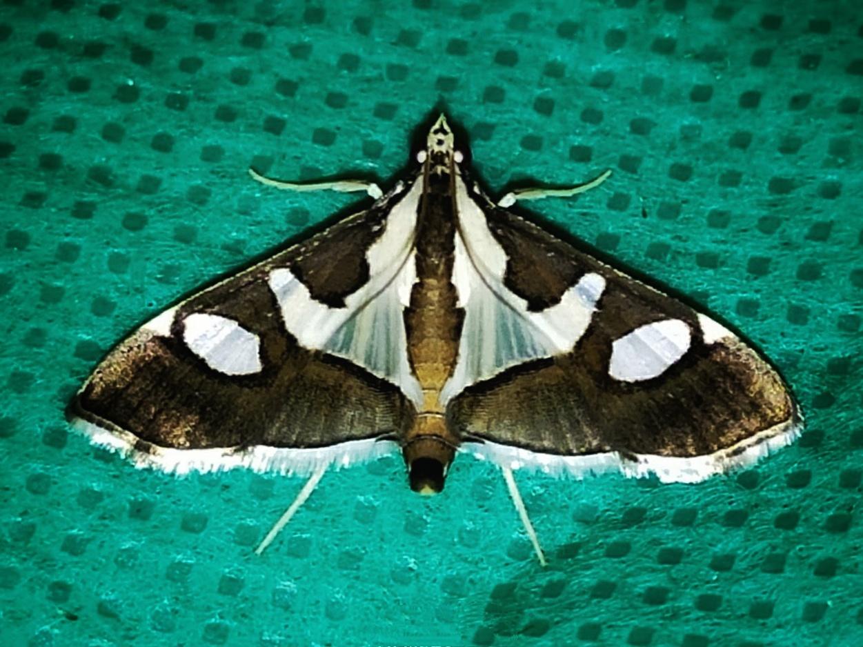Botyodes Asialis Wallpapers - Wallpaper Cave