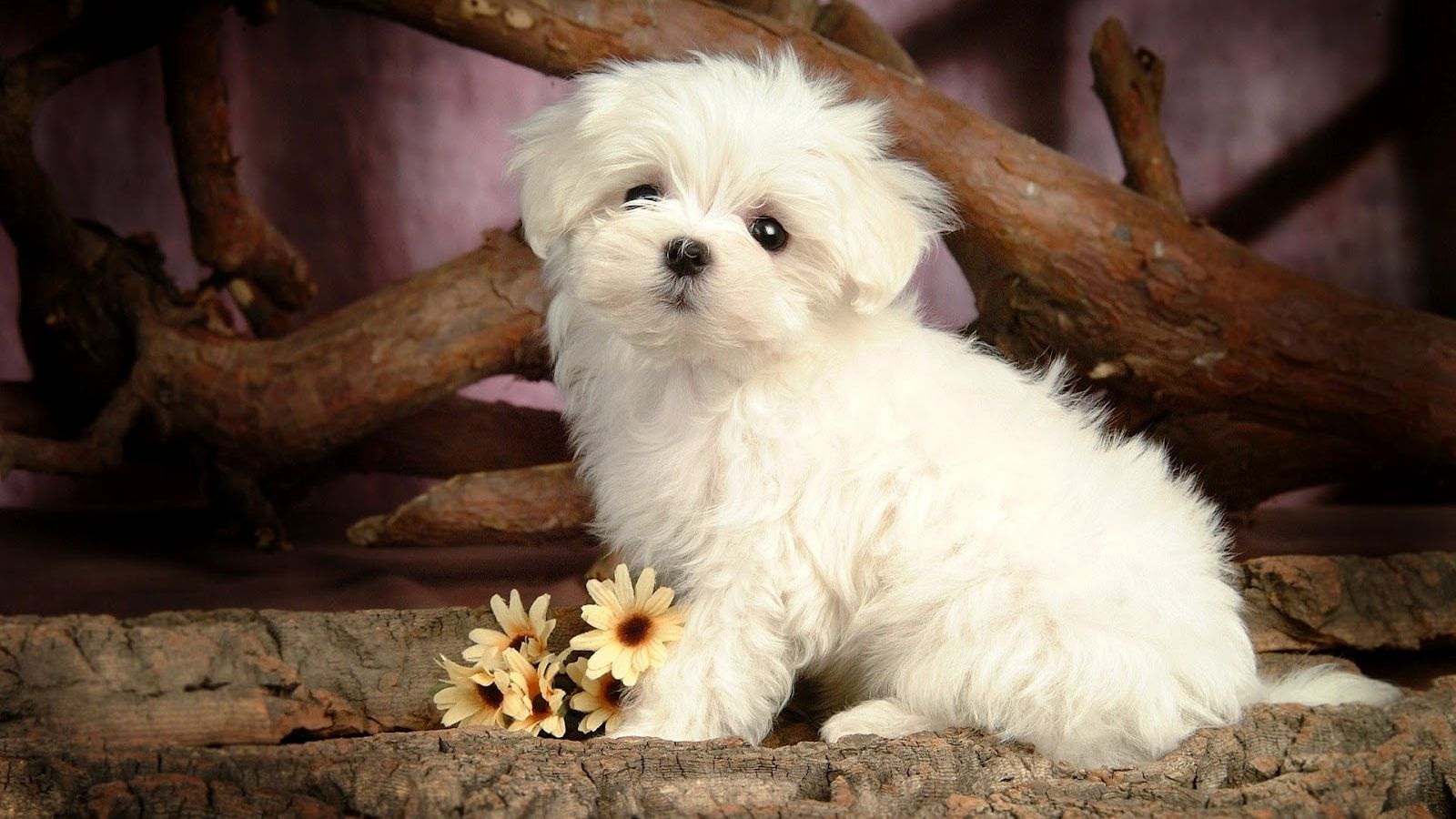 Little Dogs Wallpapers - Wallpaper Cave